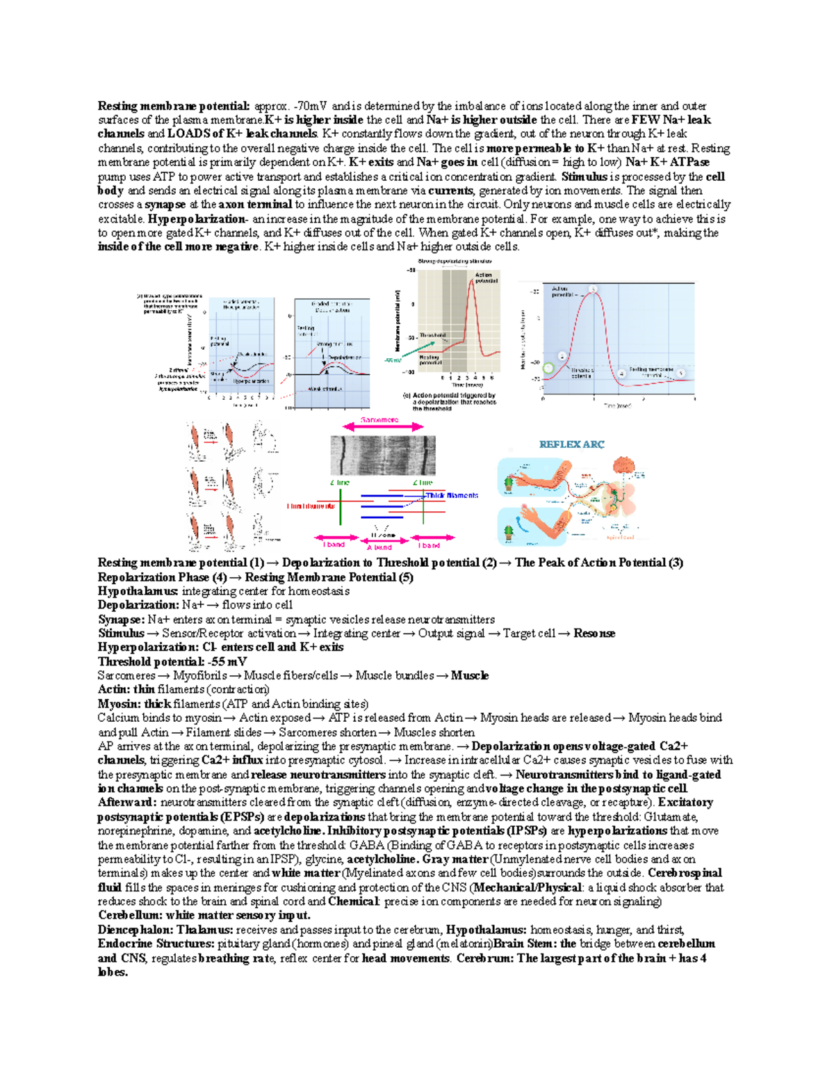 Physiology Study Guide #2 - Resting membrane potential: approx. -70mV ...