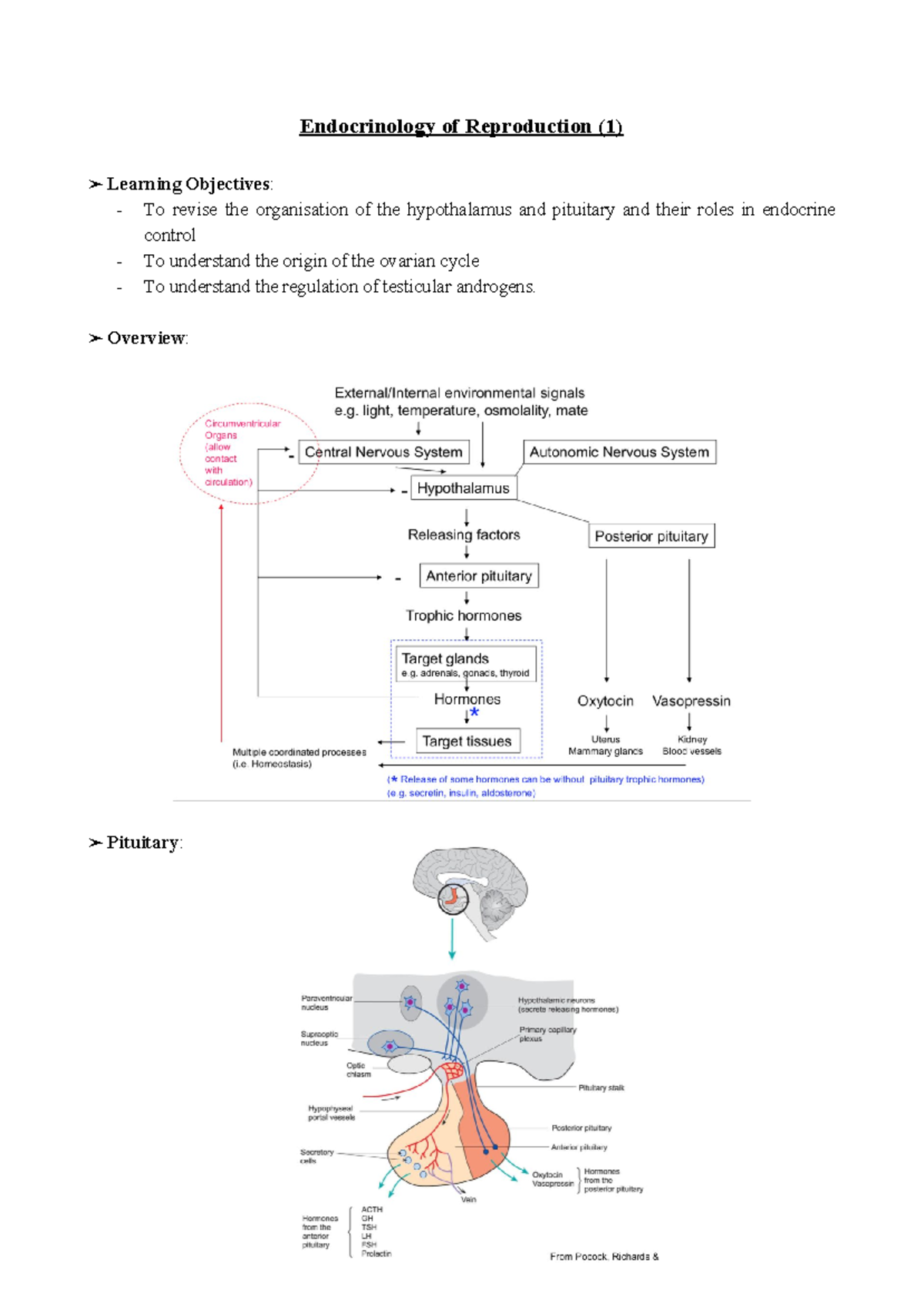 PHOL0003 L - Lecture notes Lecture 11 (Endocrinology) - Endocrinology ...