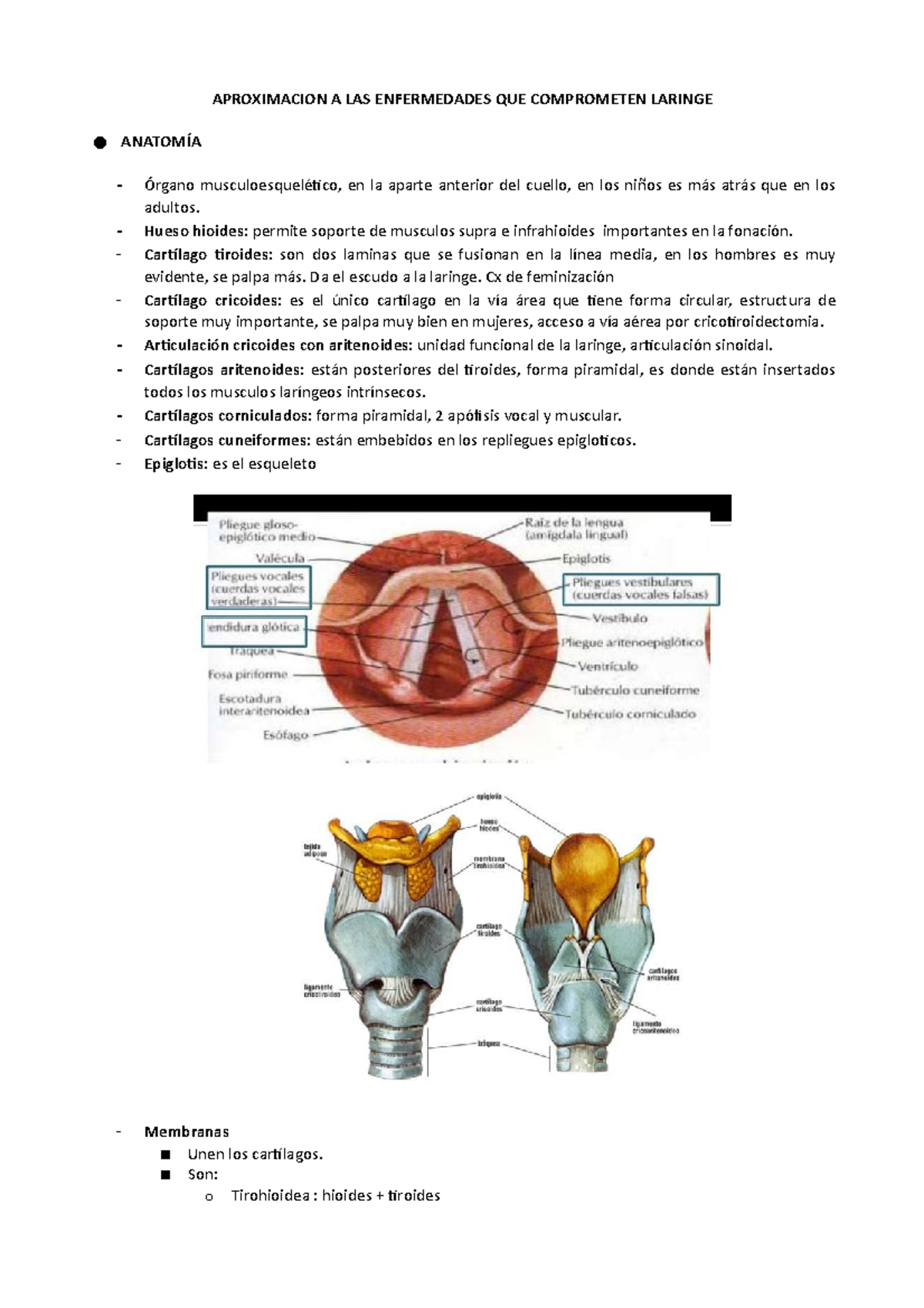 13. Laringe - APROXIMACION A LAS ENFERMEDADES QUE COMPROMETEN LARINGE ...