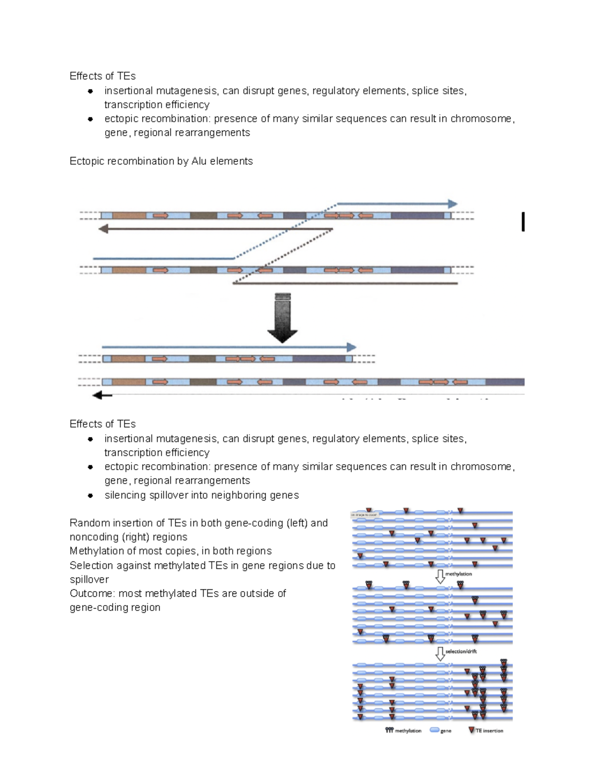 Transposable Elements Part 3 - Effects of TEs insertional mutagenesis ...