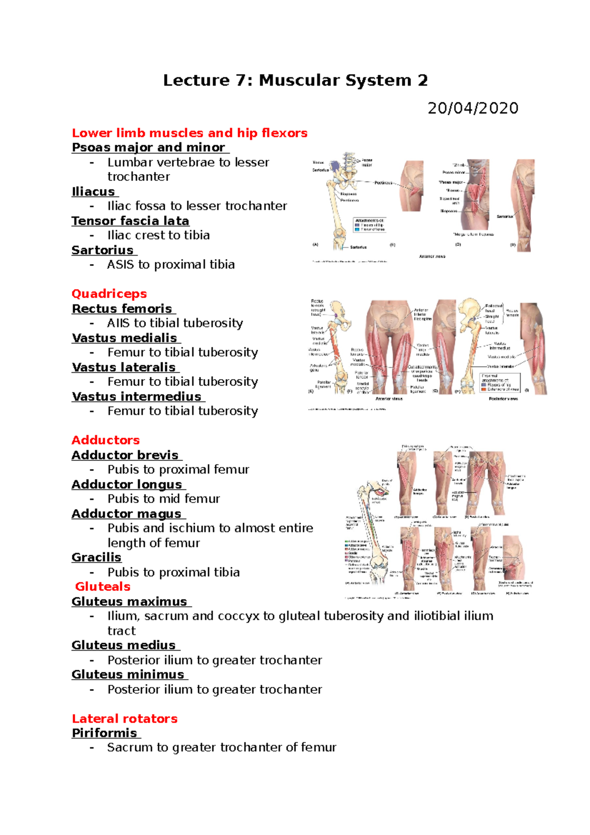 week 7: Lecture 7 Muscles section 2 - Lecture 7: Muscular System 2 20 ...