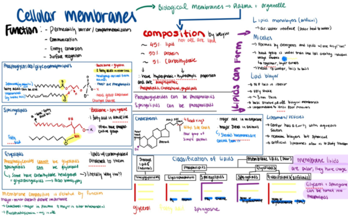 Membrane lipids and organization Mind Map Part E - Cellolar membranes ...
