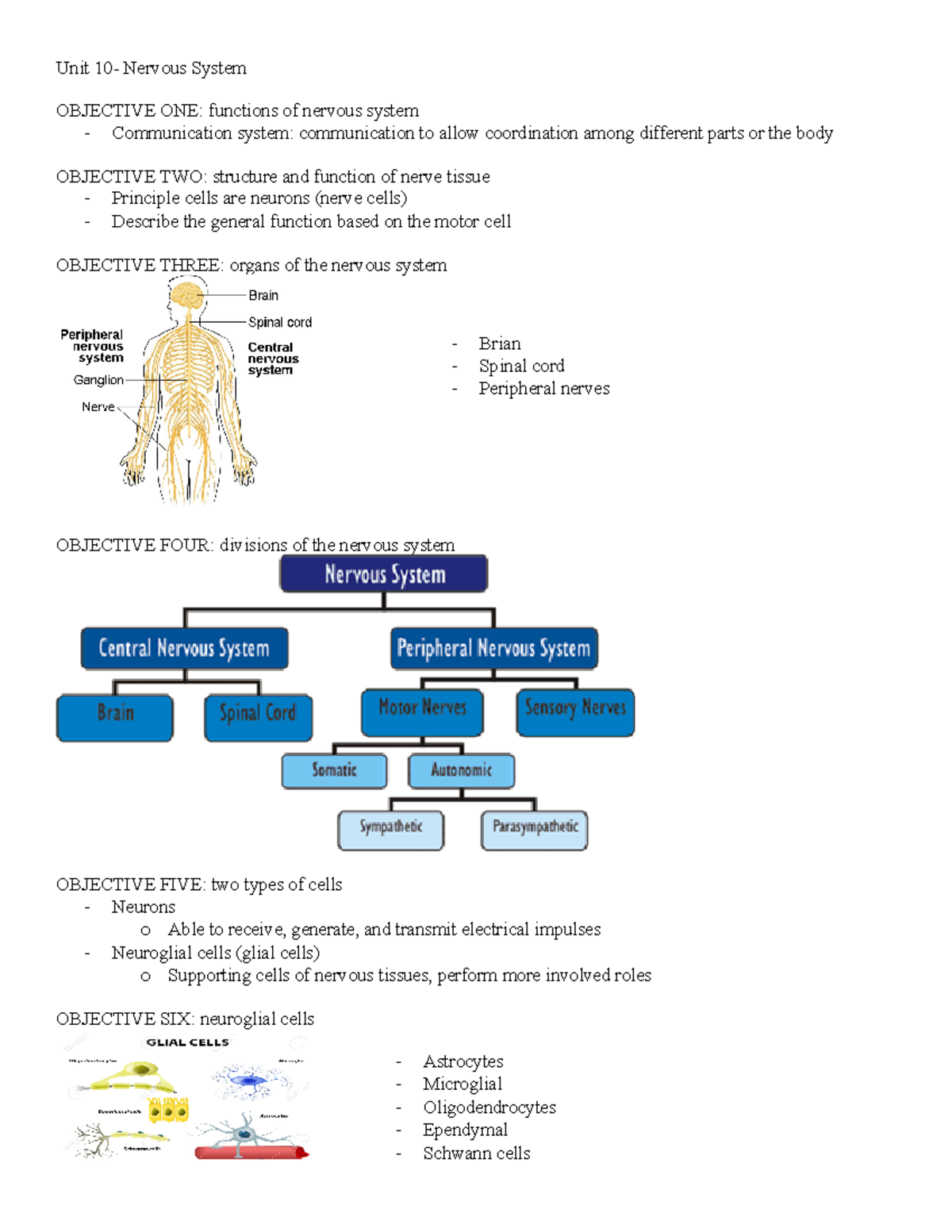 Unit 10- Nervous System - Unit 10- Nervous System OBJECTIVE ONE ...