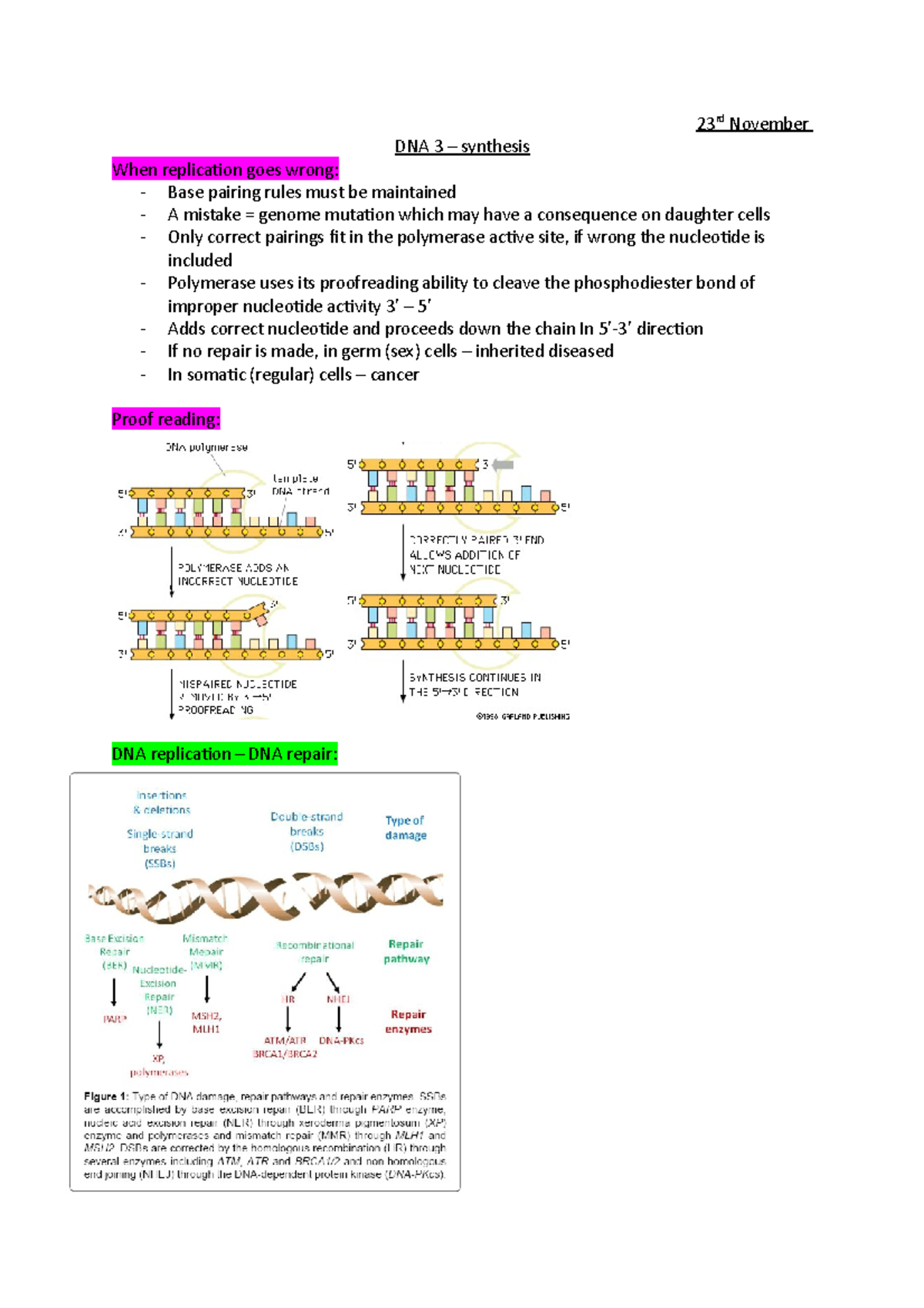 DNA 3 synthesis - 23rd November - 23 rd November DNA 3 – synthesis When replication goes wrong ...