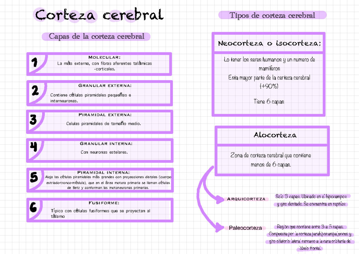 Corteza cerebral - Arquicorteza Paleocorteza Solo 3 capas. Ubicado en ...