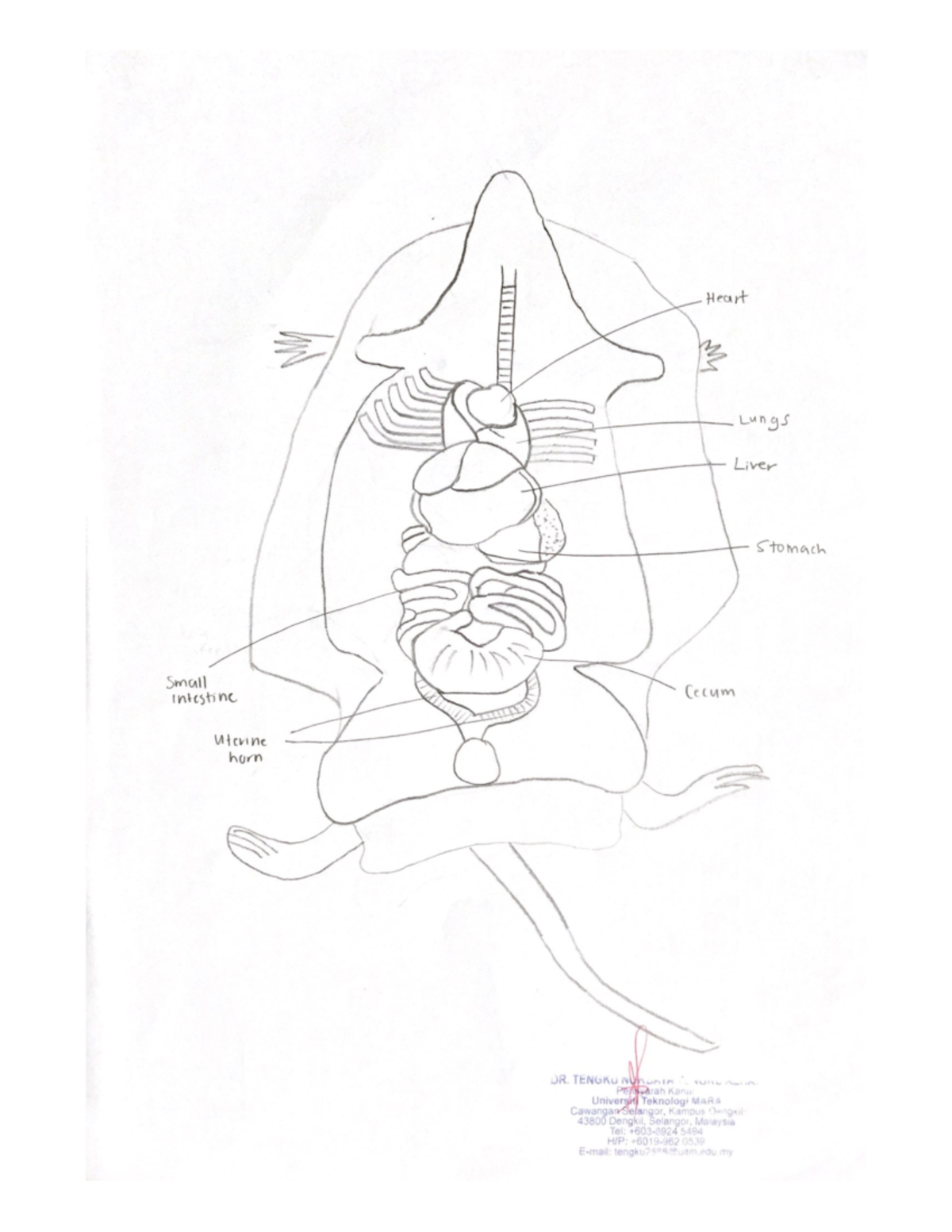 Mouse - foundation biology ll - Studocu