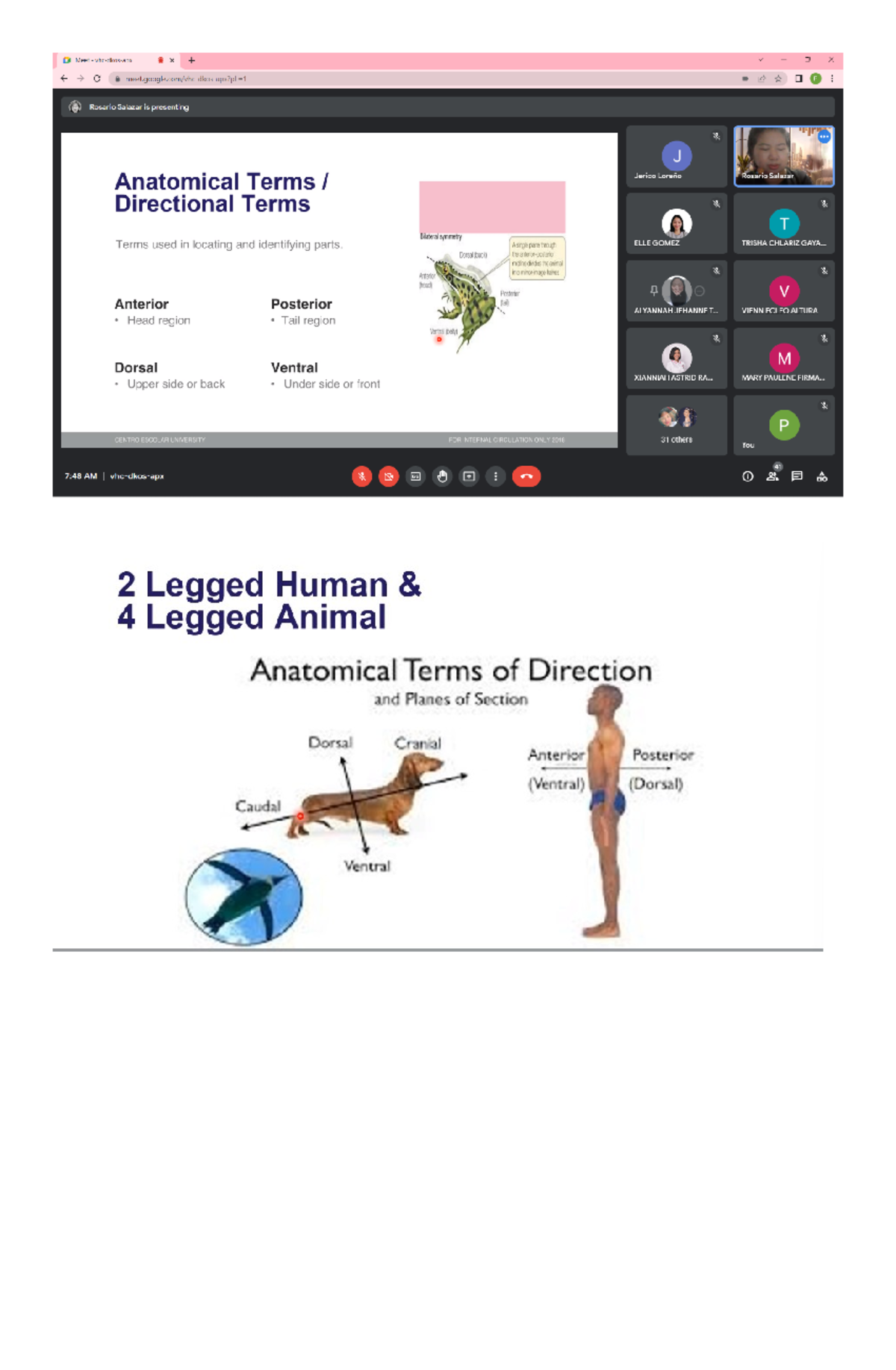 Zoo Lecture (Frog) - dww - Civil Engineering - Studocu