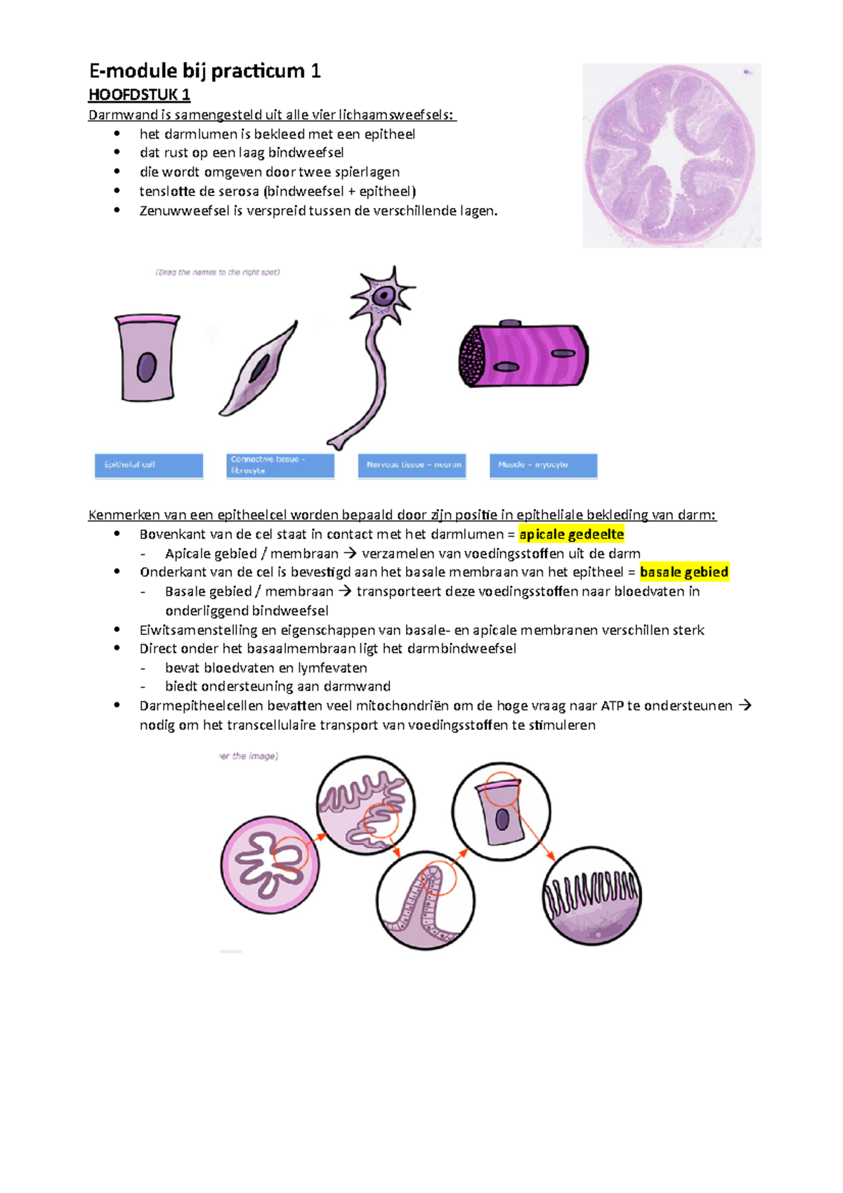 Voorbereiding van practicum 1 CW - E-module bij practicum 1 HOOFDSTUK 1 Darmwand is samengesteld ...