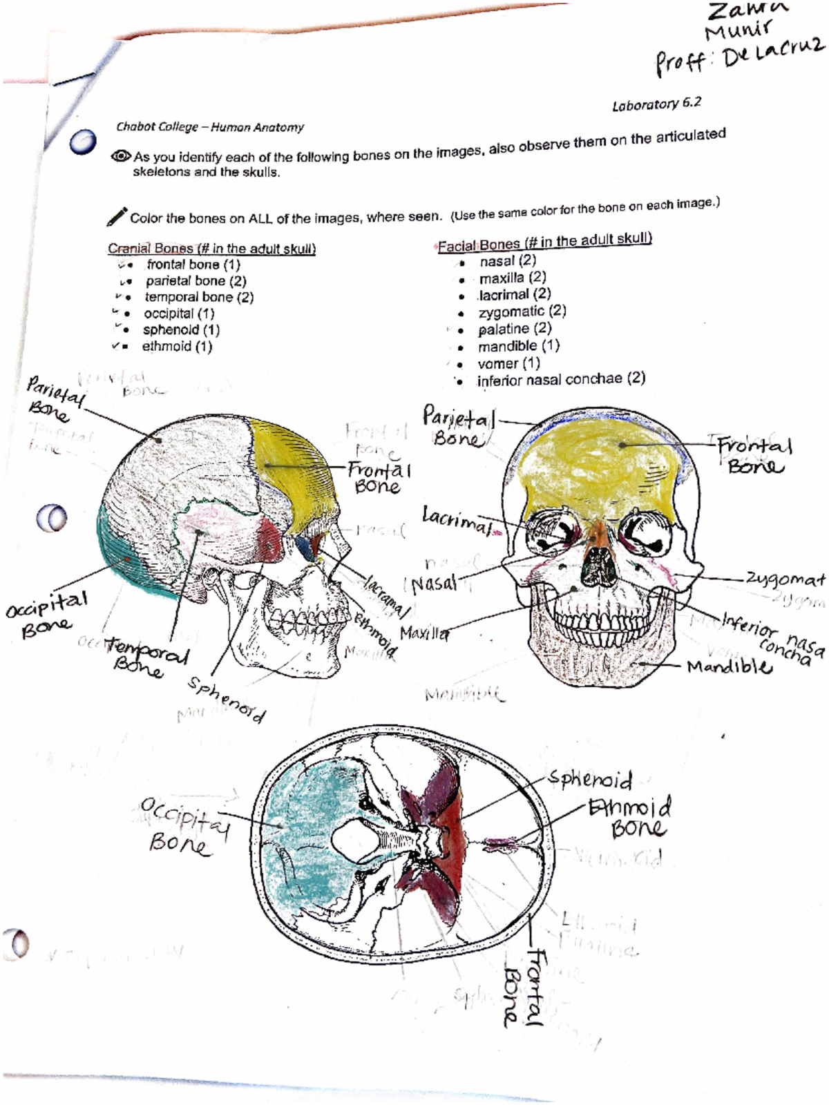 Doc - Sep 14 2022 - 8-08 AM - ANAT 1 - Studocu