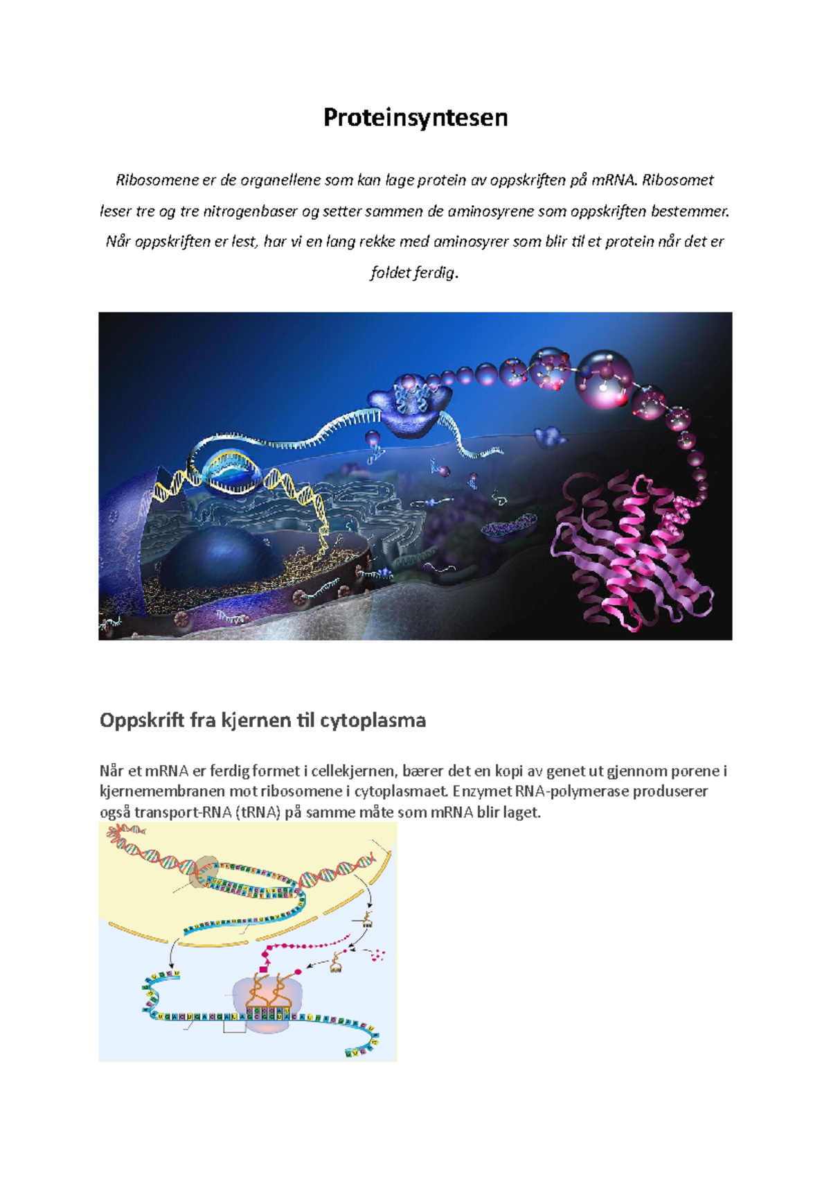 Proteinsyntesen - kkk - Proteinsyntesen Ribosomene er de organellene ...