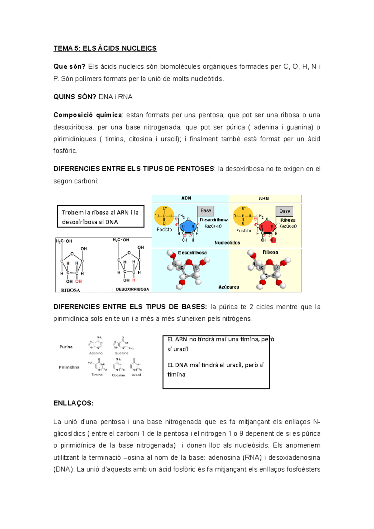 TEMA 5 - apunts - TEMA 5: ELS ÀCIDS NUCLEICS Que són? Els àcids nucleics són biomolècules ...
