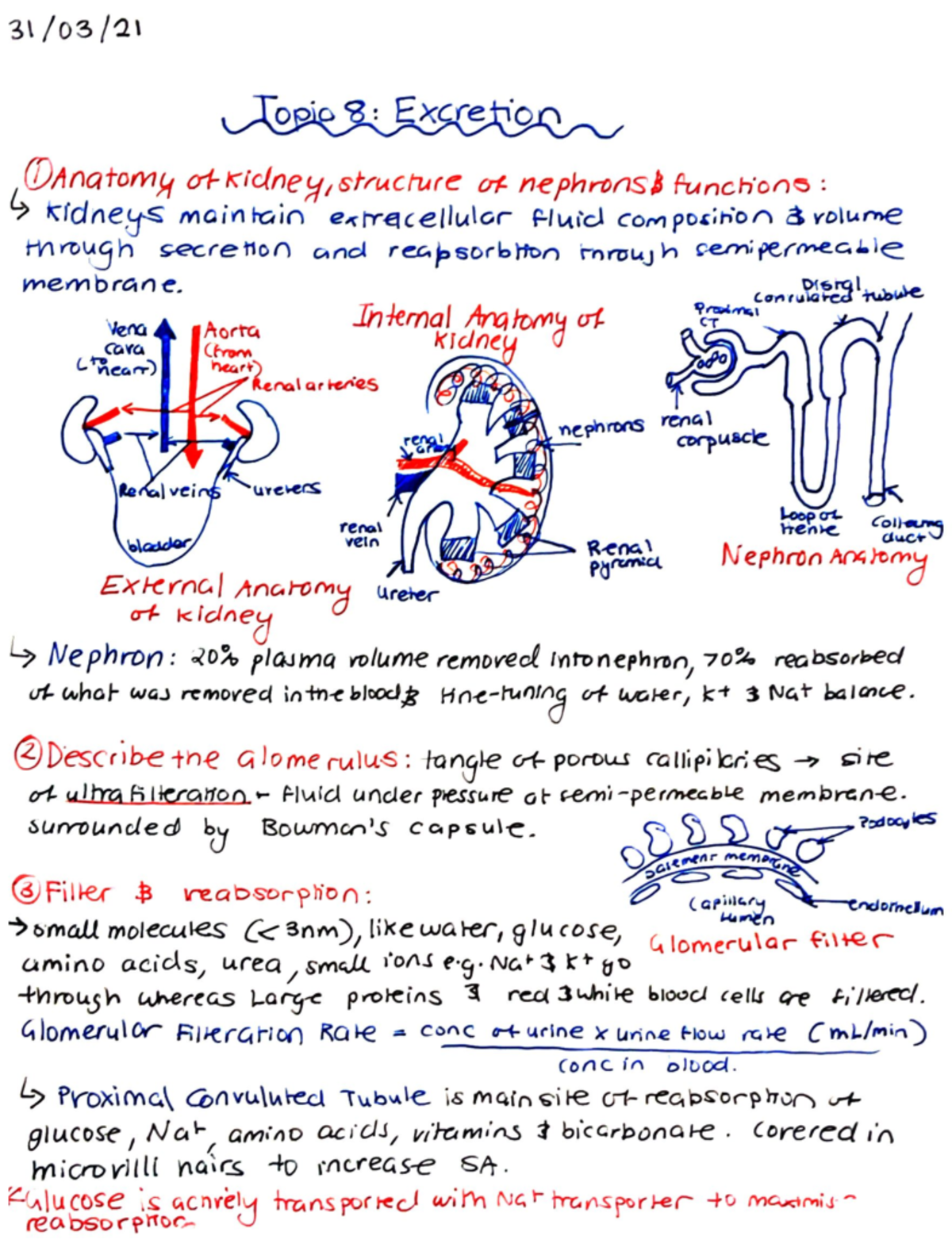 T8-9 Homeostasis & Equilibrium - BIOL1008 - Studocu