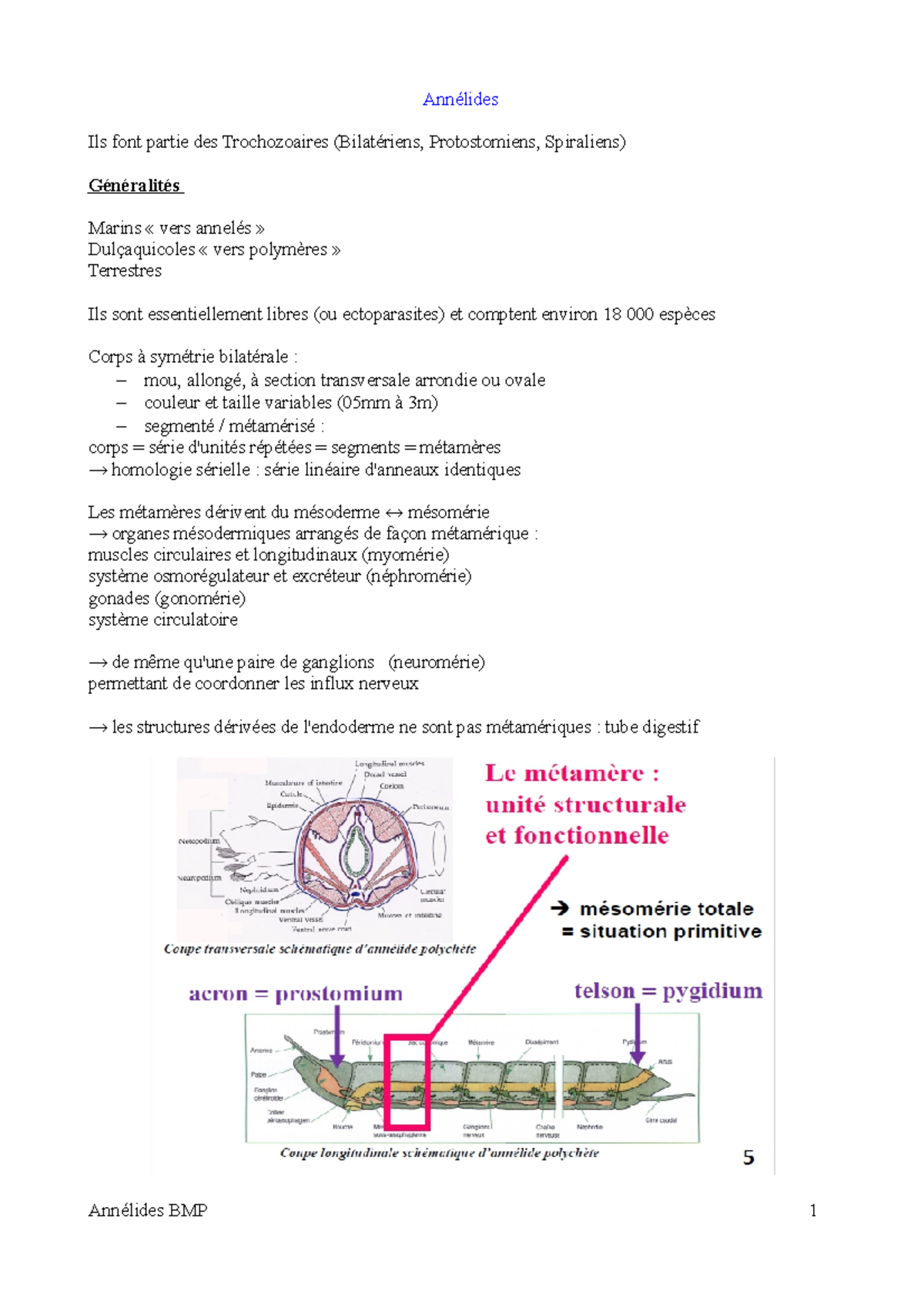 Annélides zoologie - Annélides Ils font partie des Trochozoaires ...