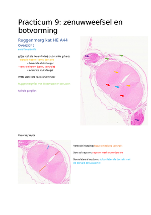 Histologie samenvatting practicum 2 - Practicum 2: epitheel Eileider ...