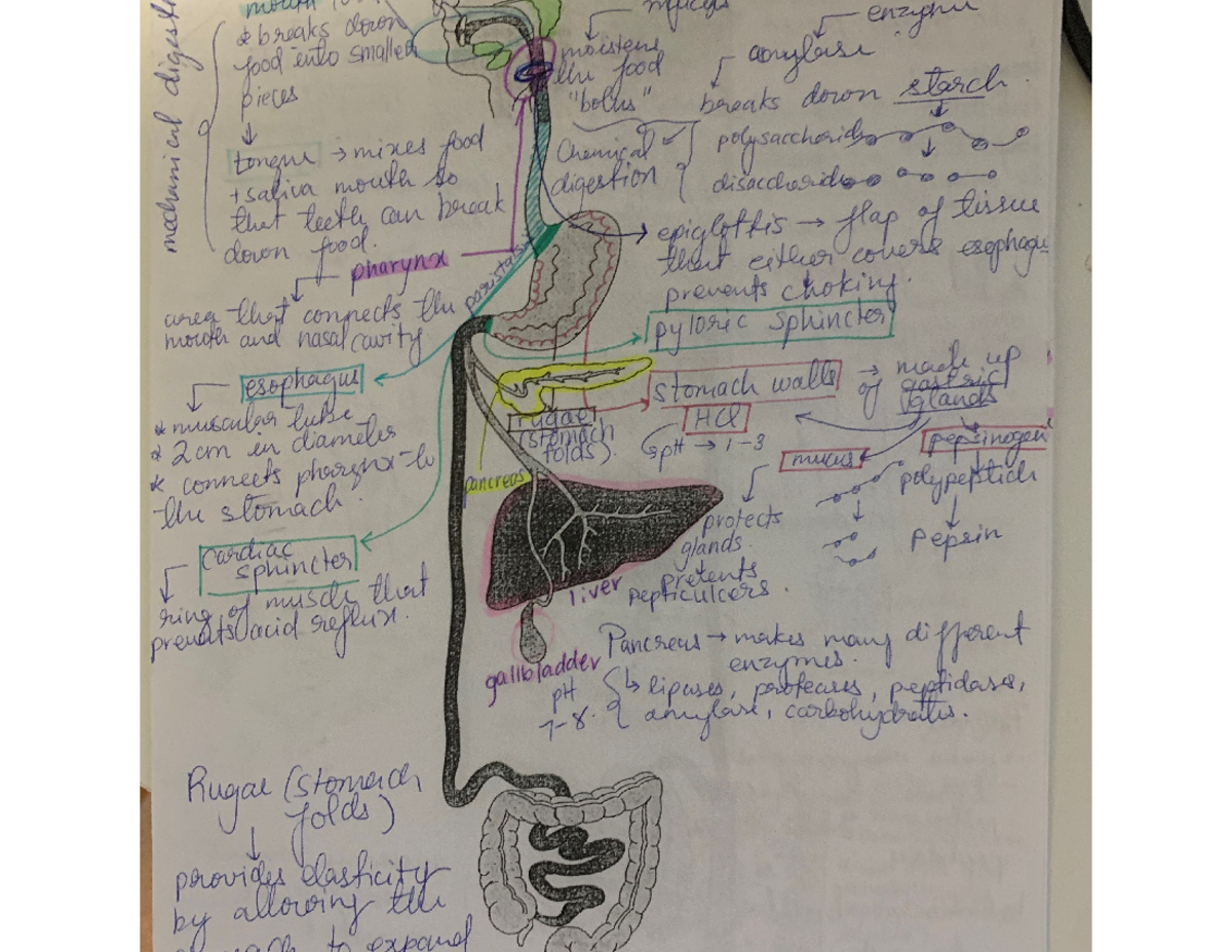 Digestive system - handwritten notes - Studocu