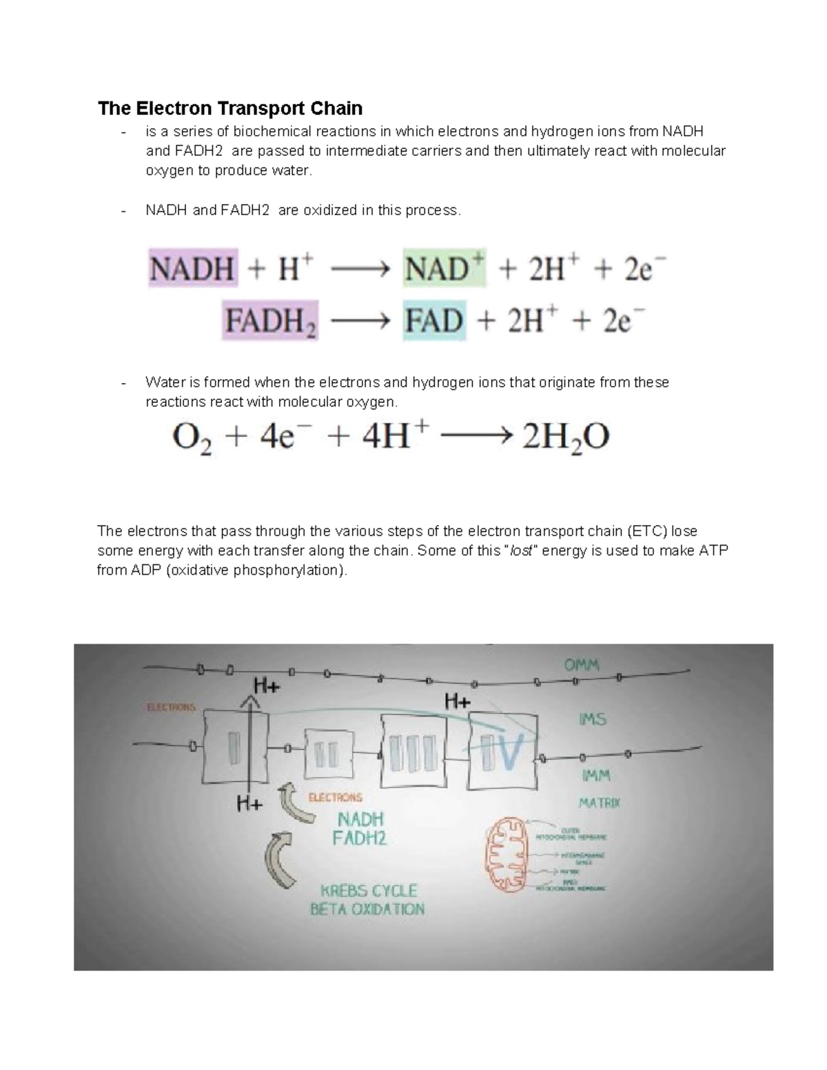Biochem - You can learn from this notes - The Electron Transport Chain ...