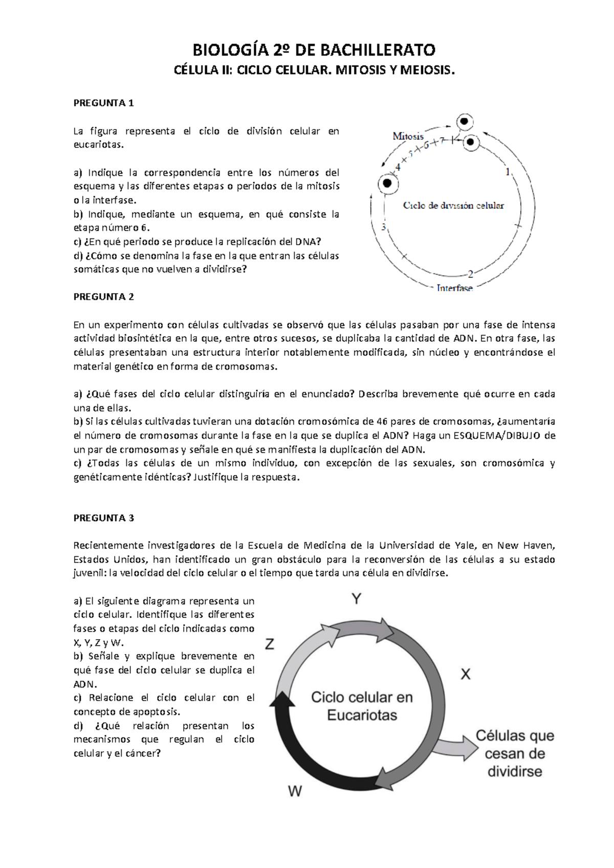04 EBAU Ciclo celular - Mitosis y meiosis - BIOLOGÍA 2º DE BACHILLERATO ...