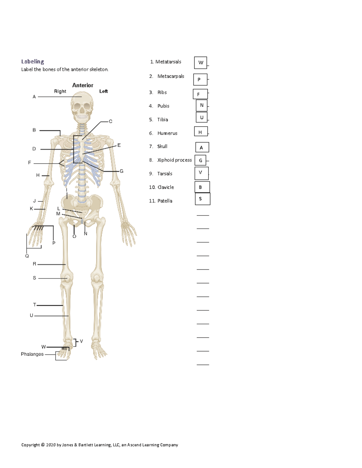 Chapter 7 Lab Exercise Kristen Armes - Labeling 1. Metatarsals Label ...