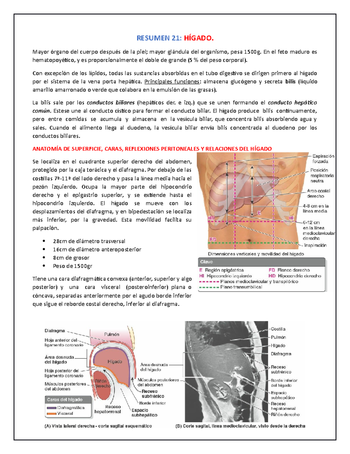 Resumen de la anatomía del Hígado MOORE - RESUMEN 21: HÍGADO. Mayor ...