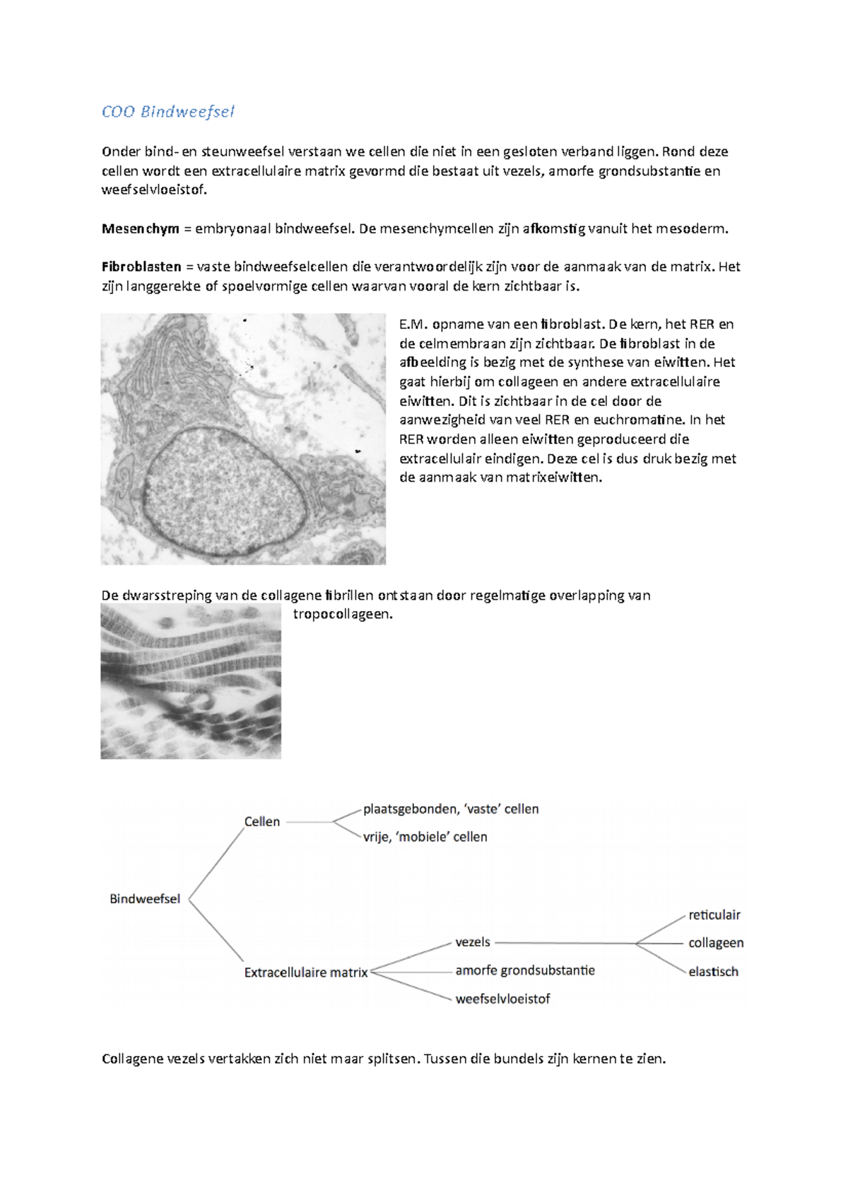 COO Histologie Bindweefsel - COO Bindweefsel Onder en steunweefsel ...