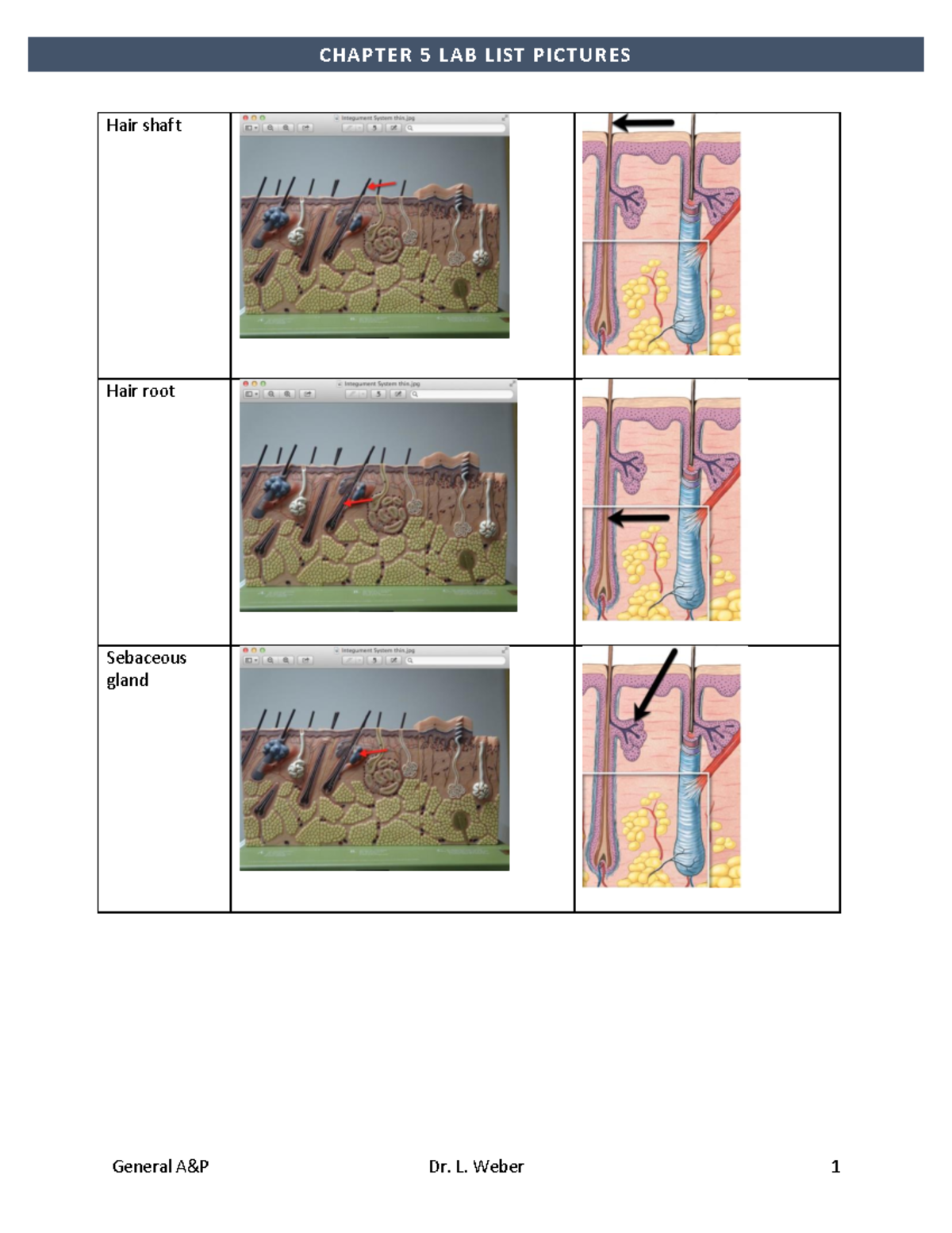 GAP Chapter 5 Lab List Structures - NATSCI-172 - Hair shaft Hair root ...