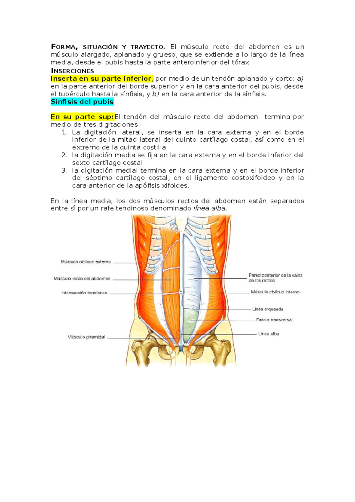 Presentacion anato musculo - FORMA, SITUACIÓN Y TRAYECTO. El músculo ...
