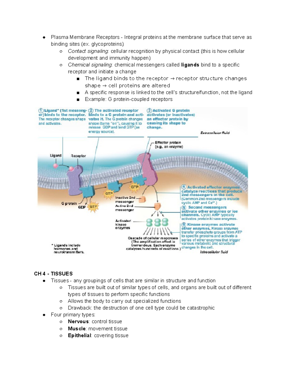 9 8 Notes - Plasma Membrane Receptors - Integral proteins at the ...