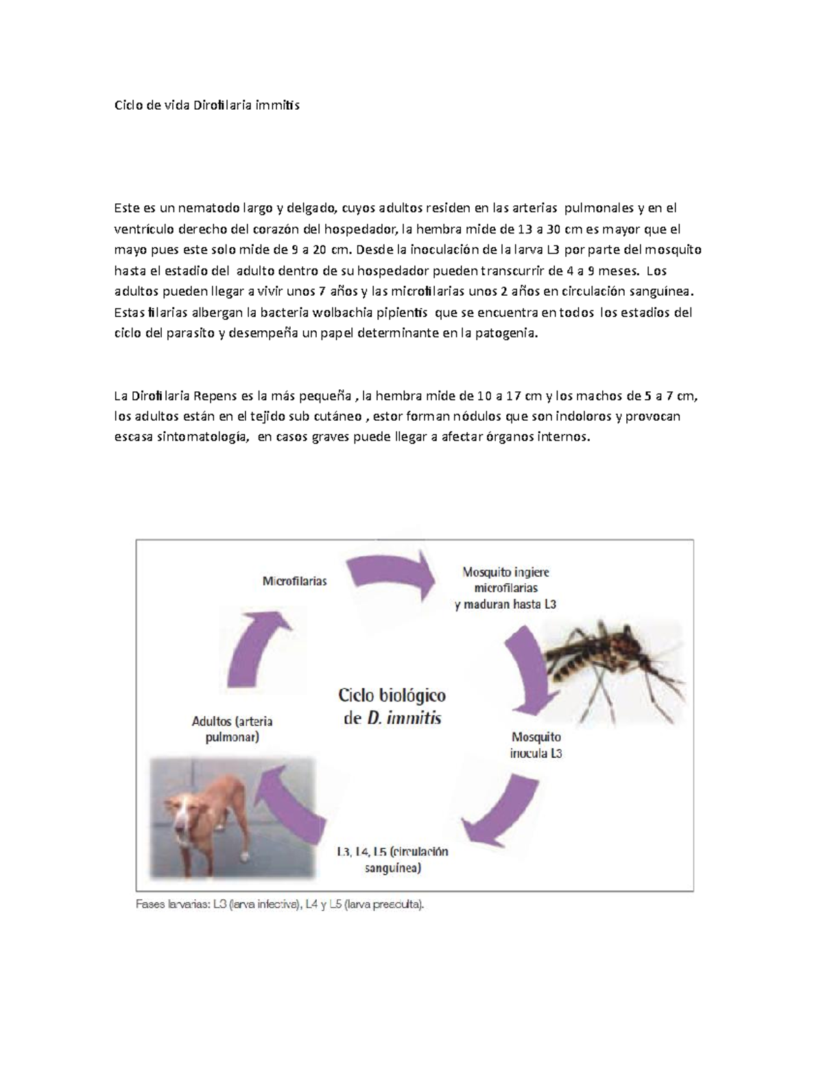 Ciclo de vida Dirofilaria immitis - Desde la inoculación de la larva L3 ...