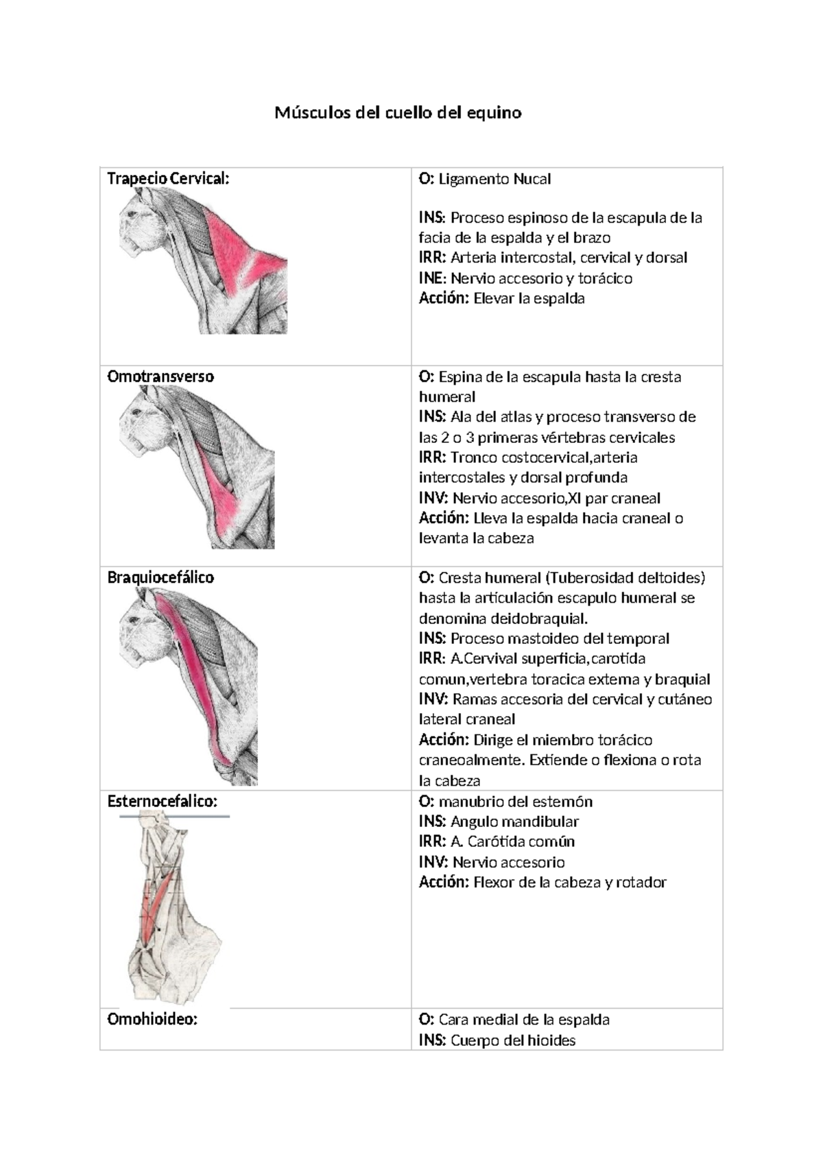 Músculos del cuello del equino - Músculos del cuello del equino ...