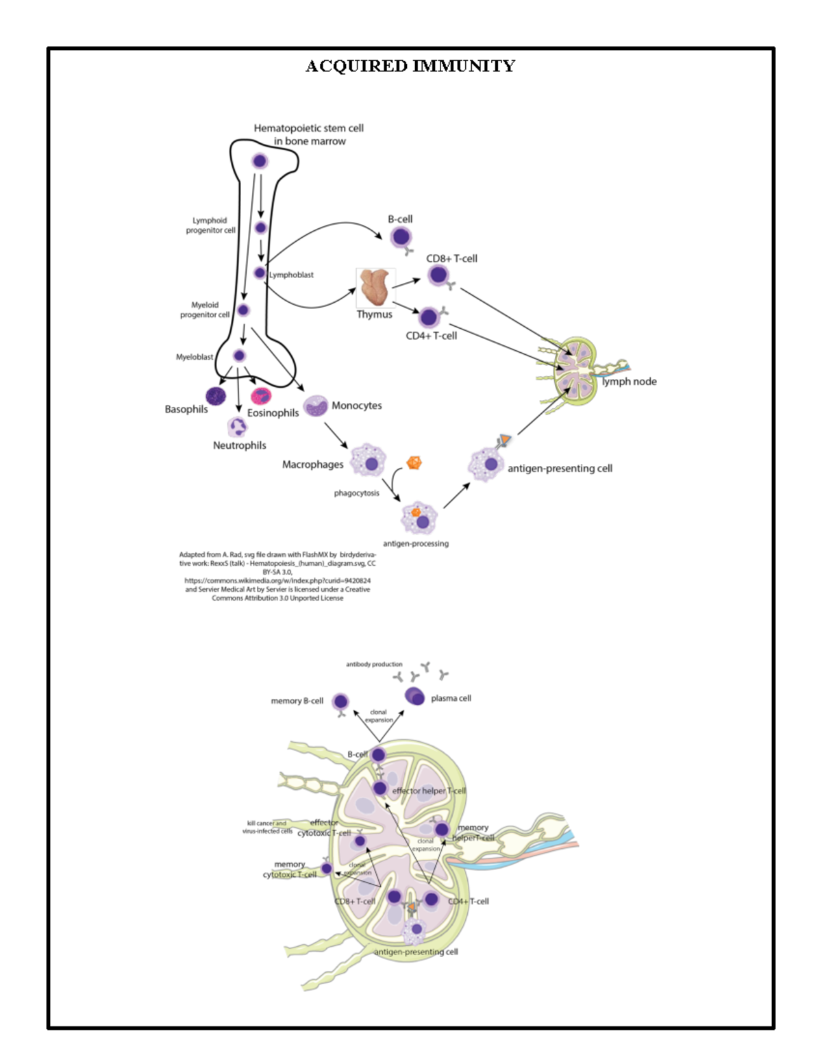 Cheat Sheet 21+Acquired Immunity - Warning: Unimplemented annotation ...