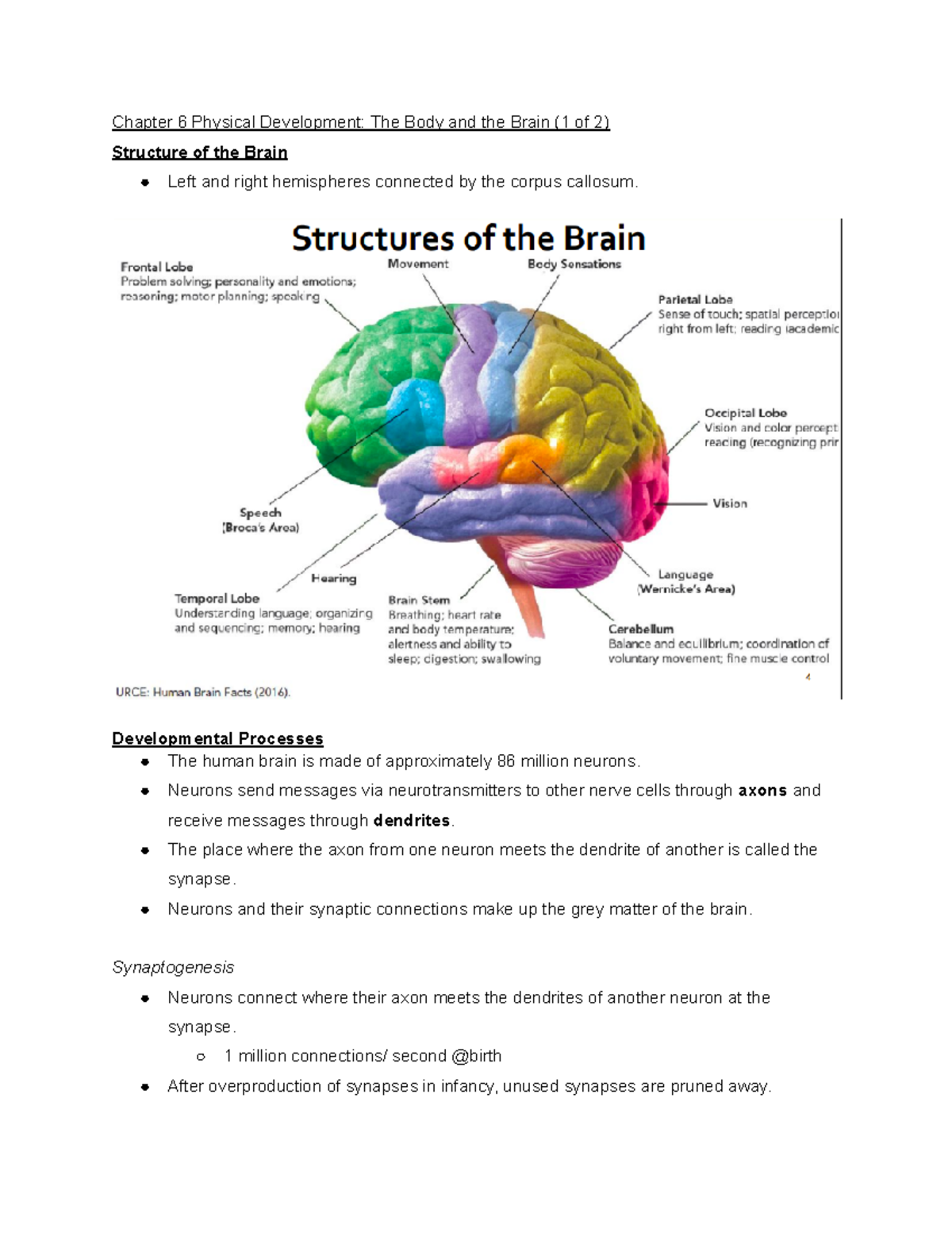 Chapter 6 Child Development - Chapter 6 Physical Development: The Body and the Brain (1 of 2 ...
