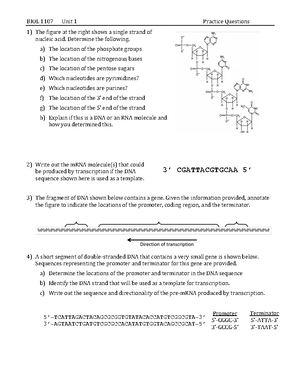 DNA Replication - Labeling worksheet with image - Name