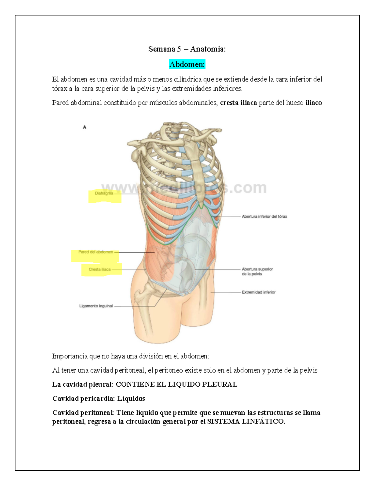 Semana 5 Anatomia - anagtommia - Semana 5 – Anatomía: Abdomen: El ...