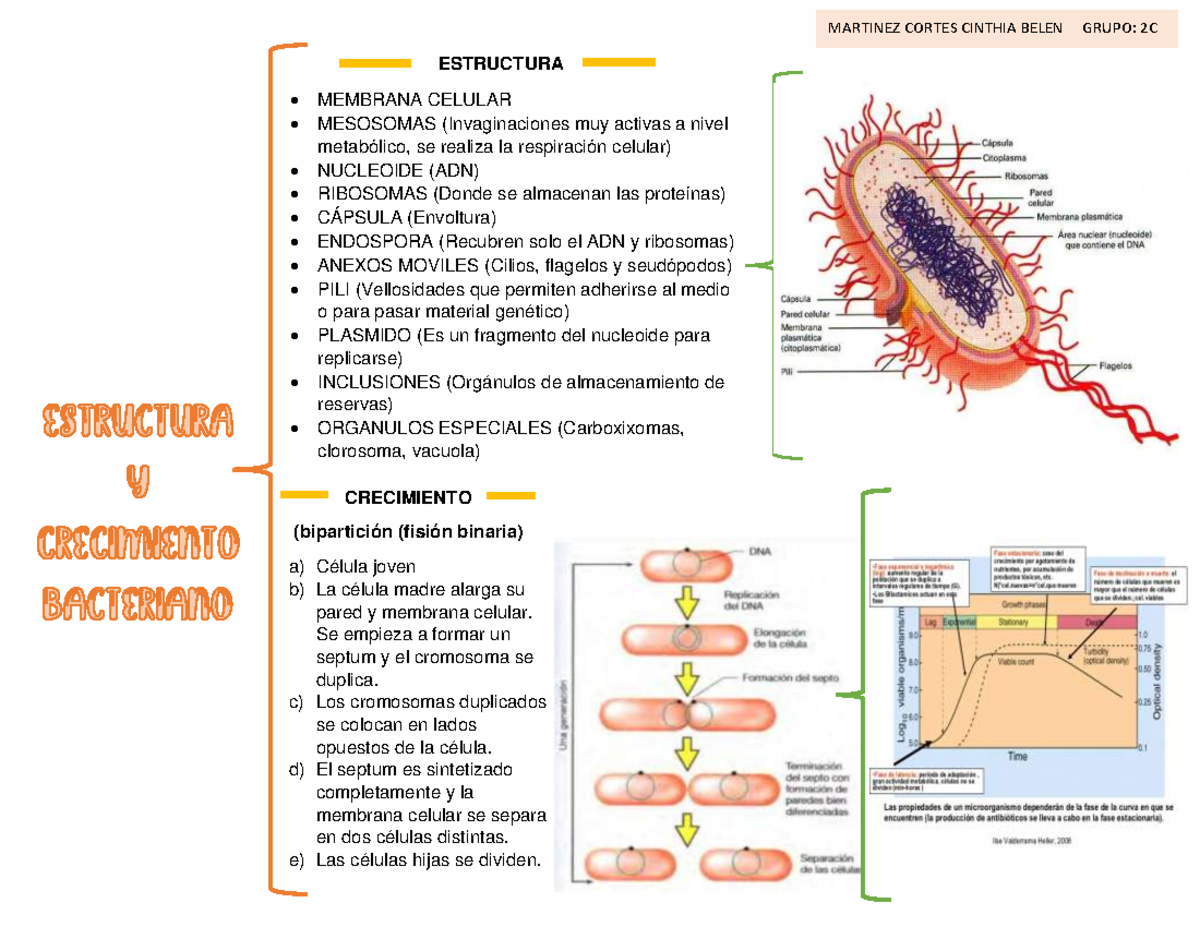 Bacteria - CRECIMIENTO (bipartición (fisión binaria) a) Célula joven b ...