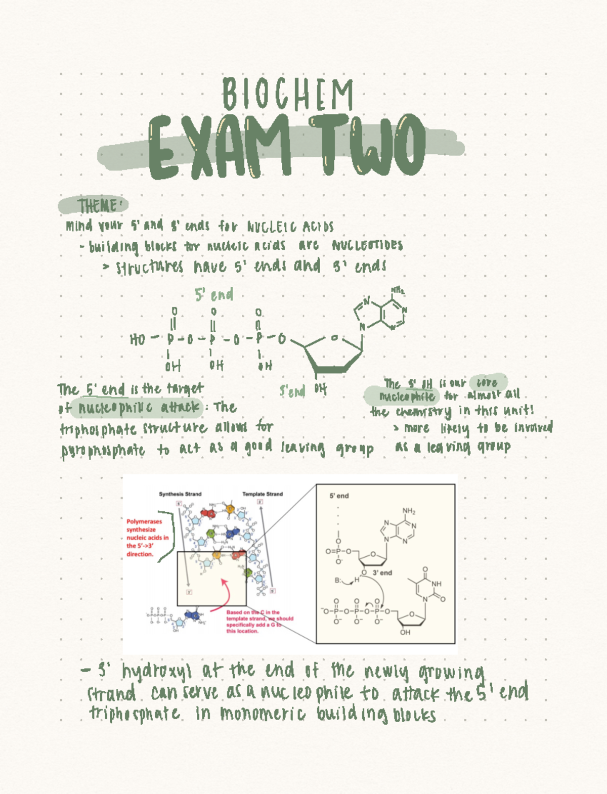 Biochem exam two - professor coyle unit 2 - BIO CHEM Editor Taito THEME Mindyour 5 and 3 ends ...
