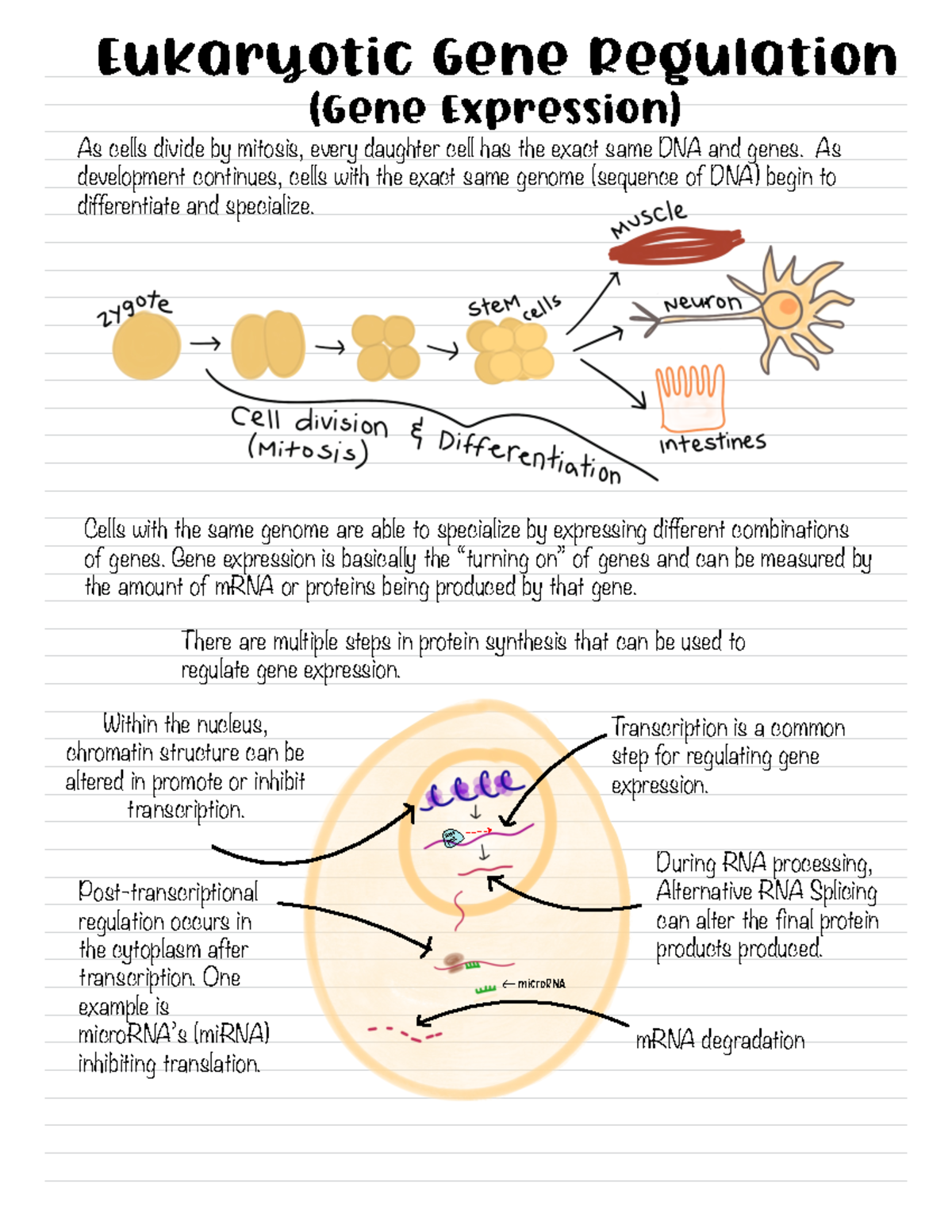 Gene expression - These are class notes taken from Arlene Osorio's ...