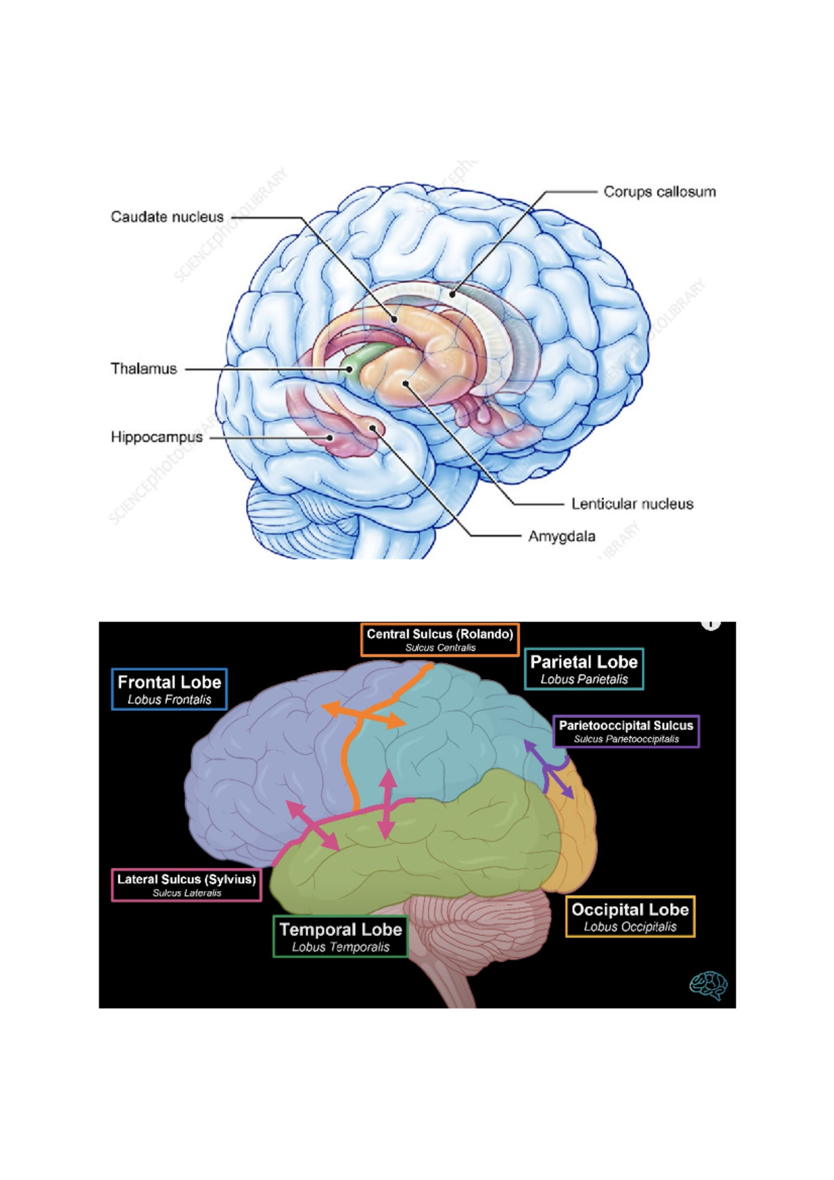 Plaatjes anatomie - De anatomische vlakken zijn sagittaal, coronaal en ...