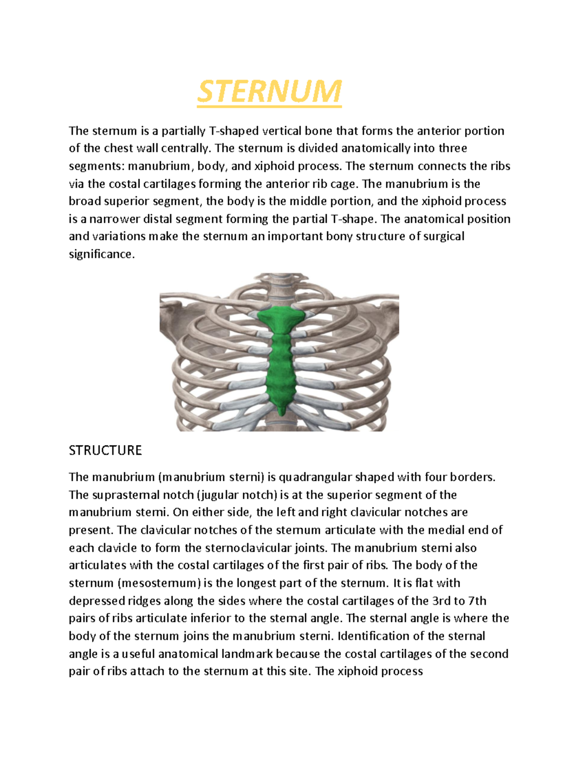 Sternum - STERNUM The sternum is a partially T-shaped vertical bone that forms the anterior ...