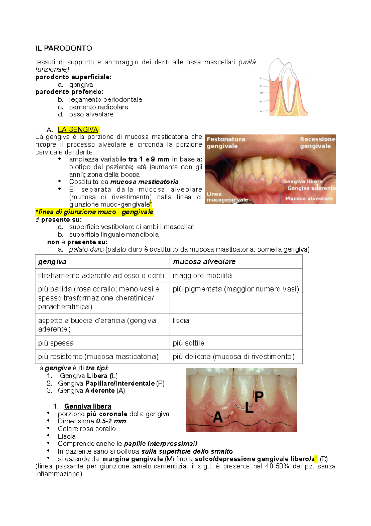 Parodonto - IL PARODONTO tessuti di supporto e ancoraggio dei denti ...