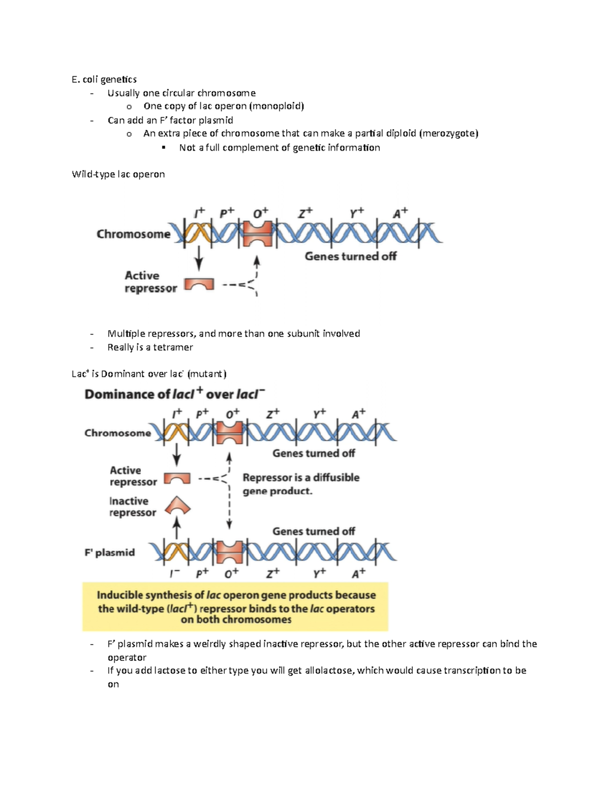 Prokaryotic Gene Expression - E. coli genetics - Usually one circular ...
