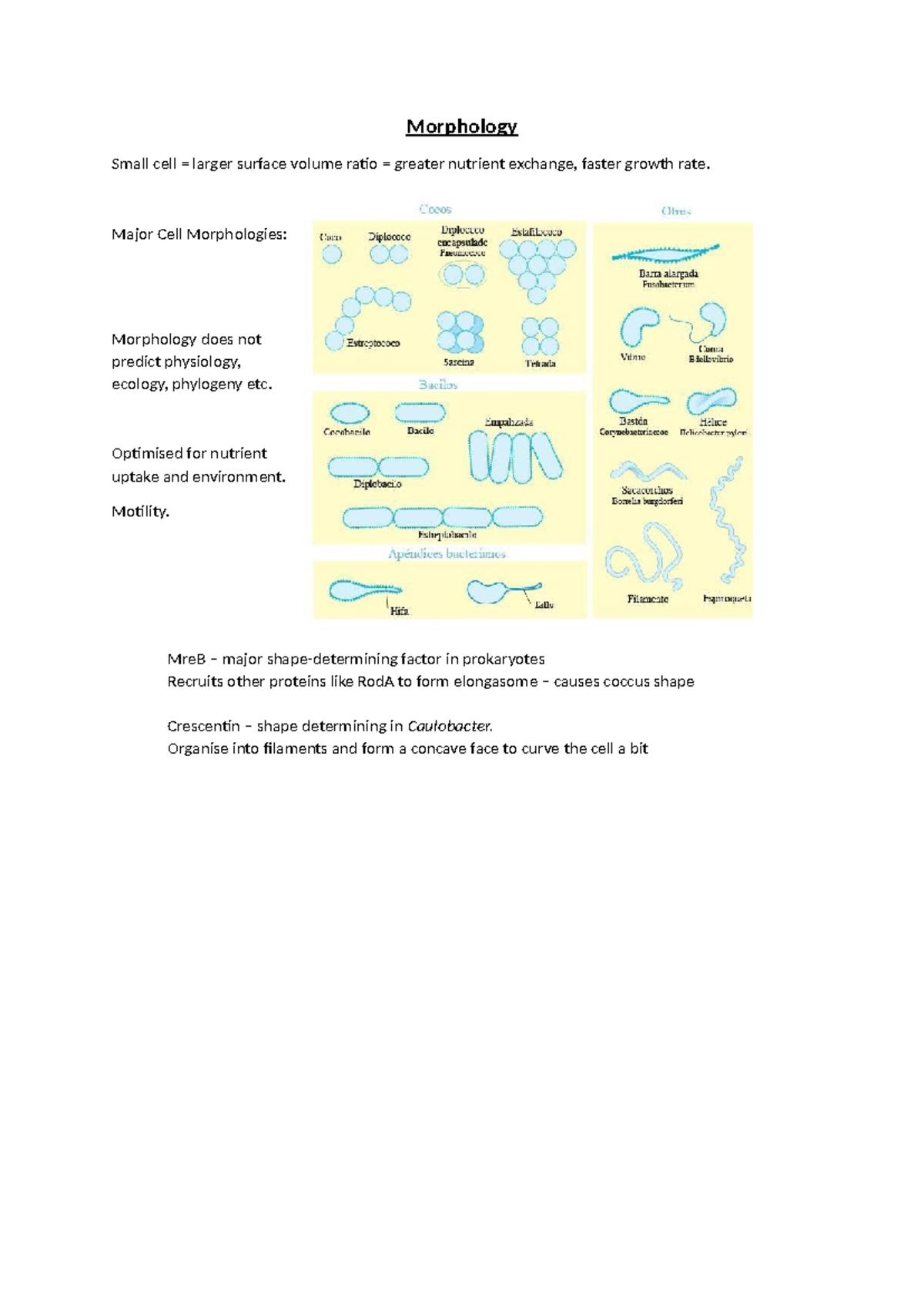 Morphology - Morphology Small cell = larger surface volume ratio ...