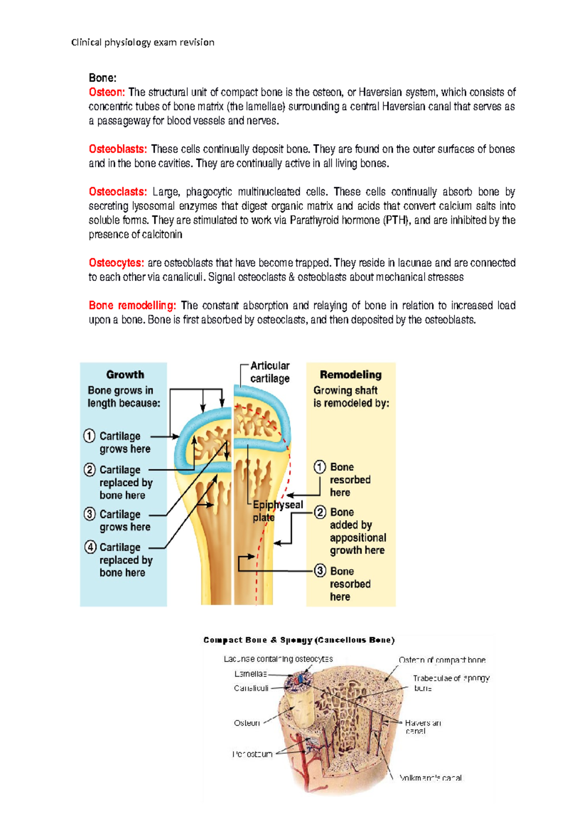Summary - entire clinical physiology 1 unit revision - Bone: Osteon ...