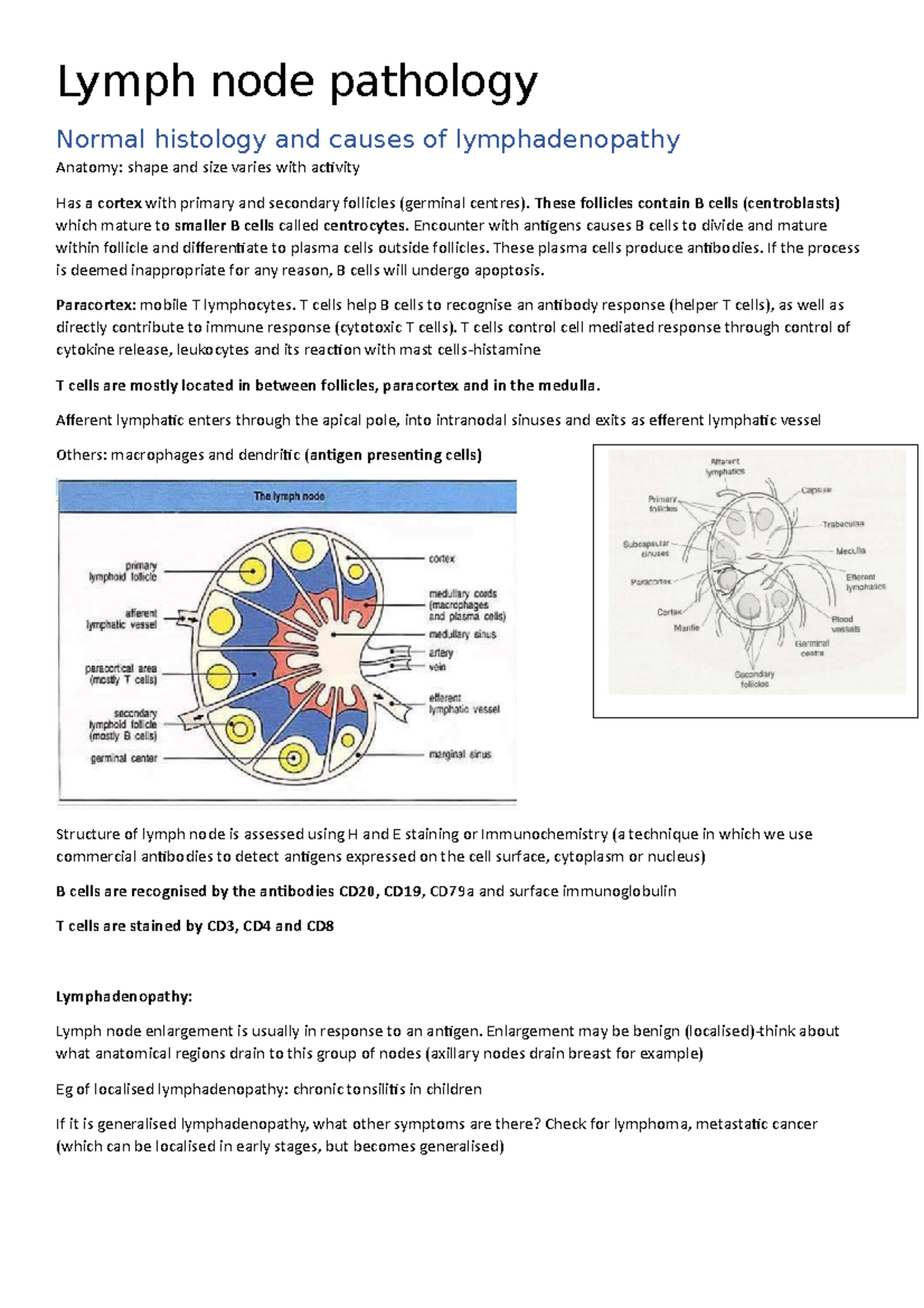 Lymph node path notes - Lymph node pathology Normal histology and ...