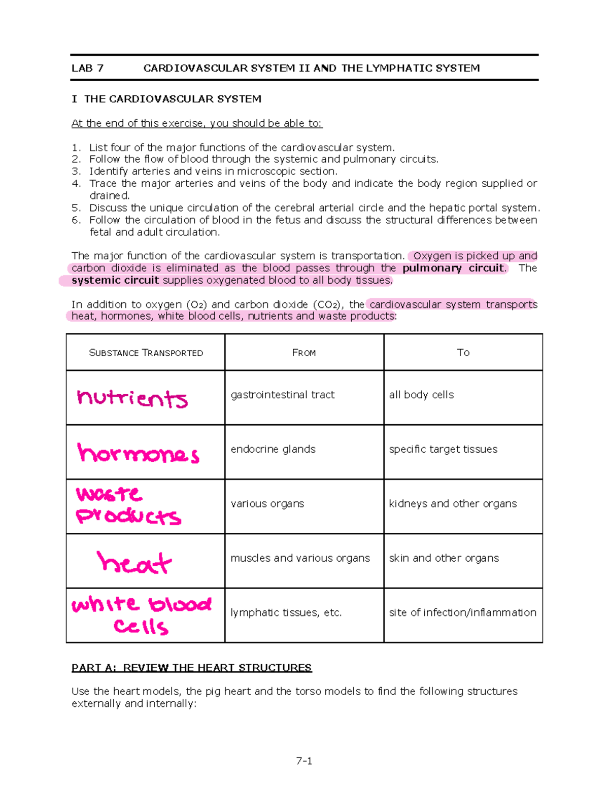 LAB 7 - LAB 7 CARDIOVASCULAR SYSTEM II AND THE LYMPHATIC SYSTEM I THE ...