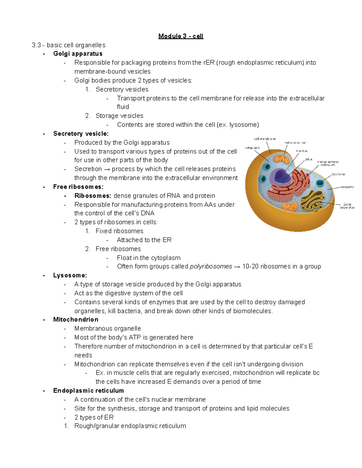 Module 3 - cell - Module 3 - cell 3 - basic cell organelles Golgi apparatus Responsible for ...