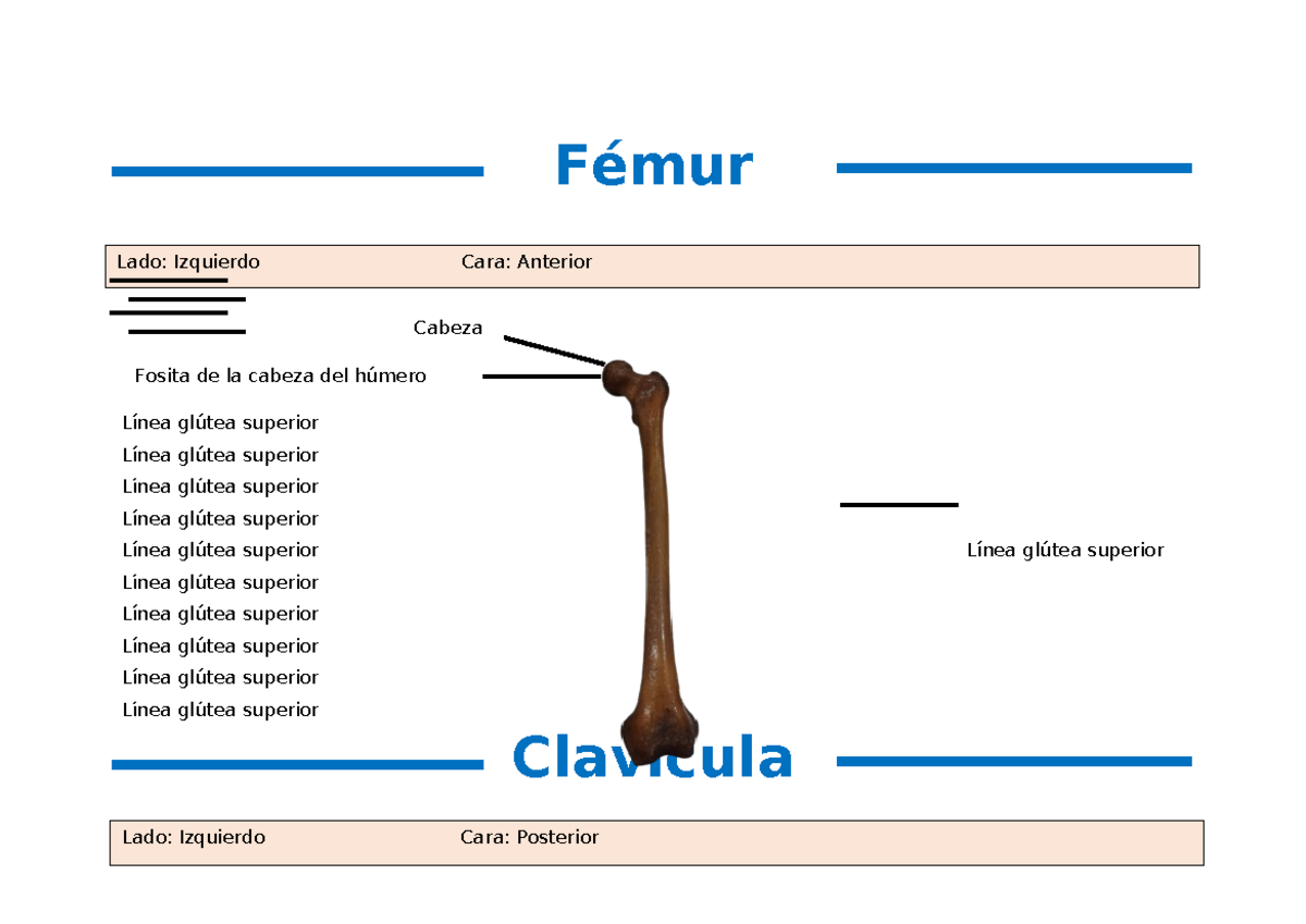 Fémur - Morfofisiología I - Fémur Clavícula Lado: Izquierdo Cara ...