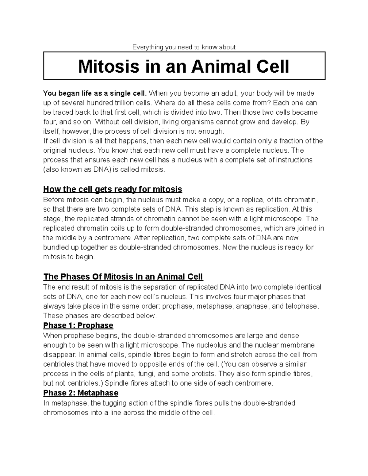 The process of Mitosis in an animal cell - Studocu