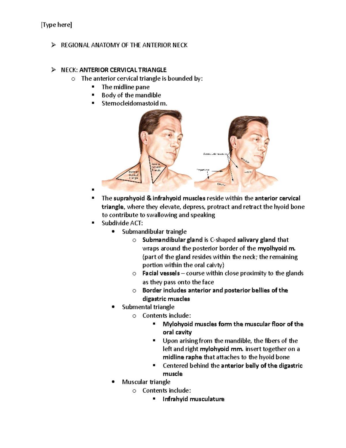 Exam 2 - Neck study guide - [Type here] REGIONAL ANATOMY OF THE ...