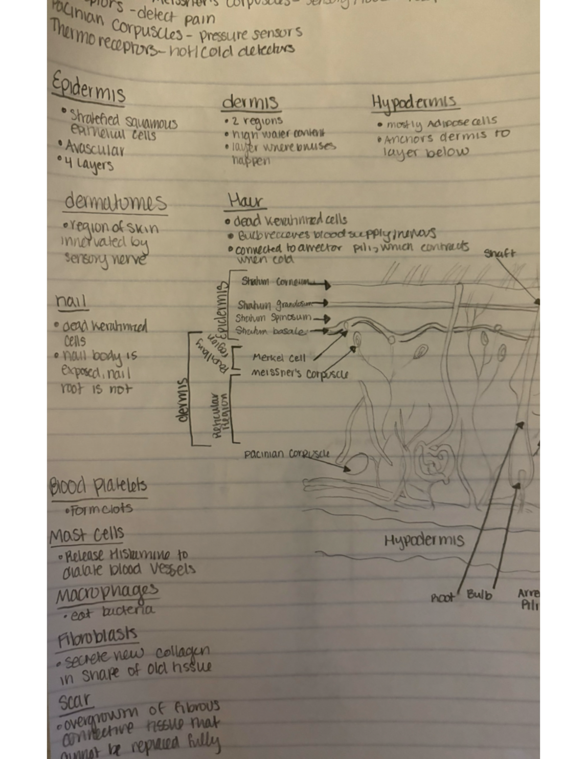 Skin study guide - Contains the essential information, key words ...