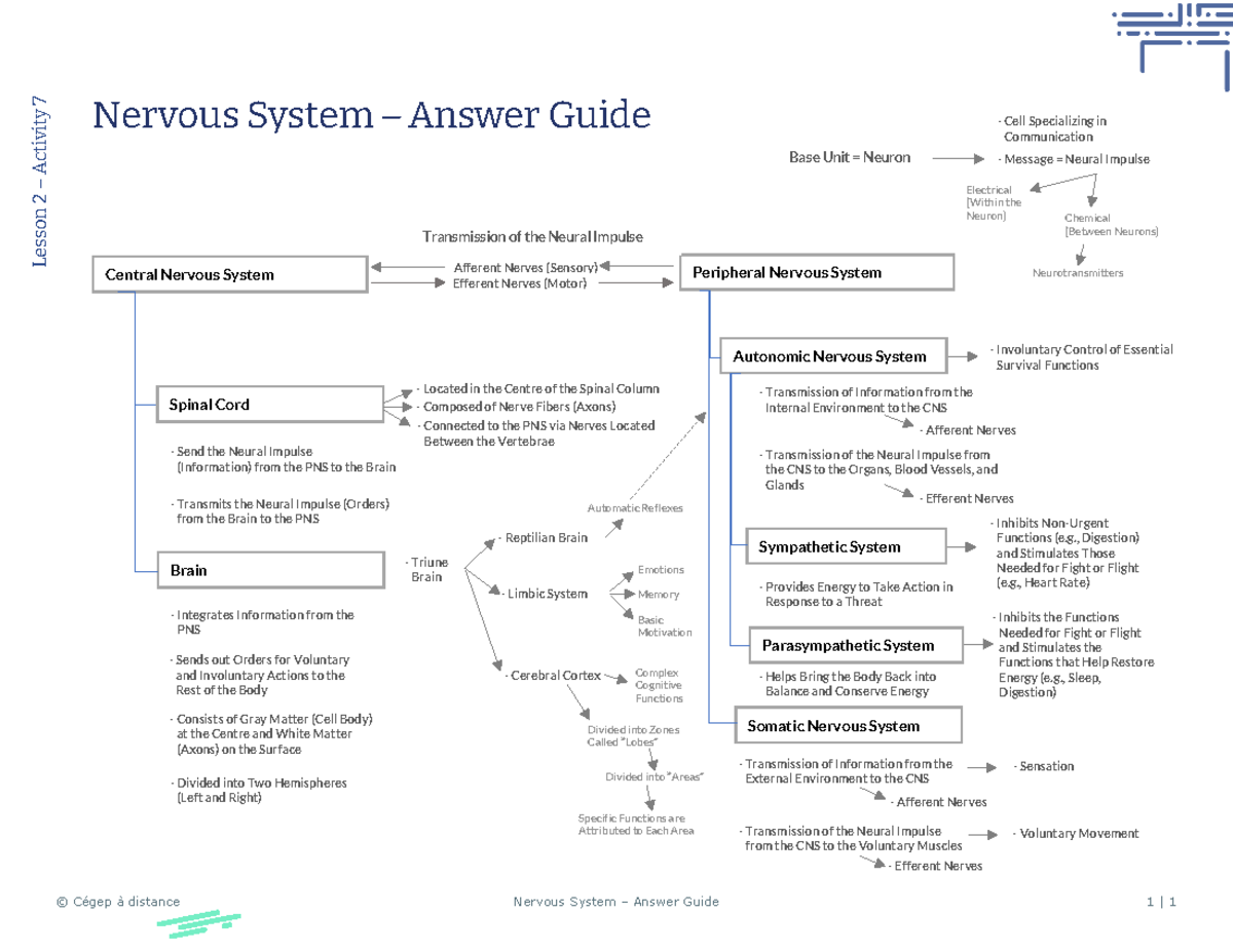 Chapter 2 - notes - Lesson 2 – Activity 7 © Cégep à distance Nervous ...